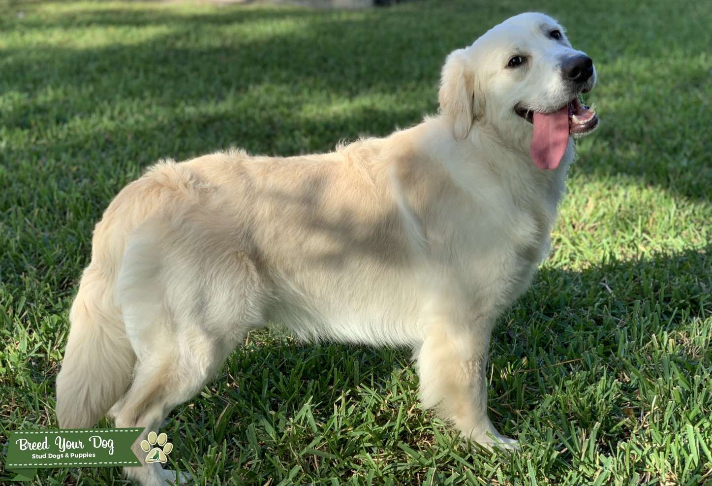 Friendly White/Golden Retriever Stud - Stud Dog Jacksonville, FL ...