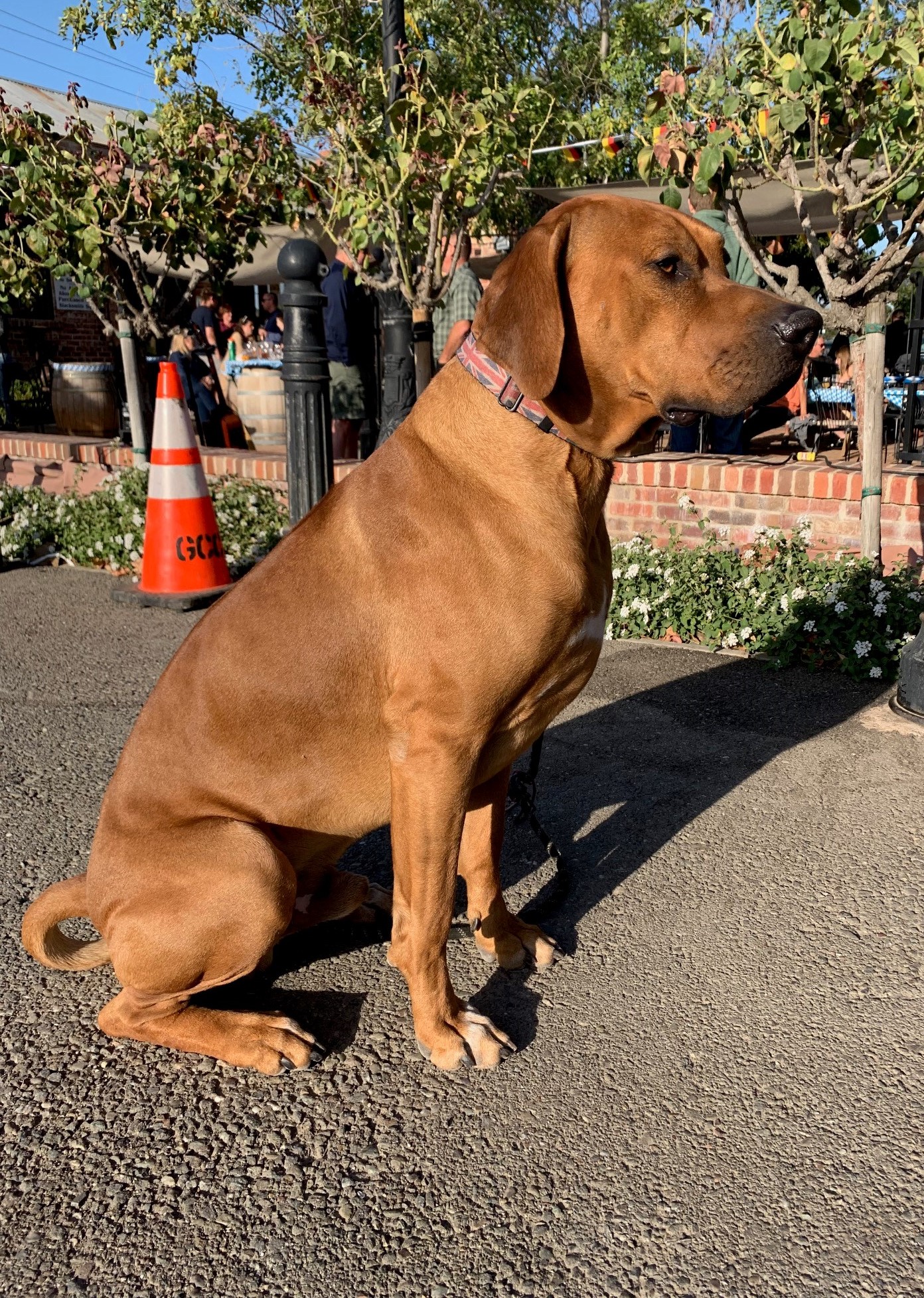 Rhodesian Ridgeback stud - Stud Dog in California, United States ...