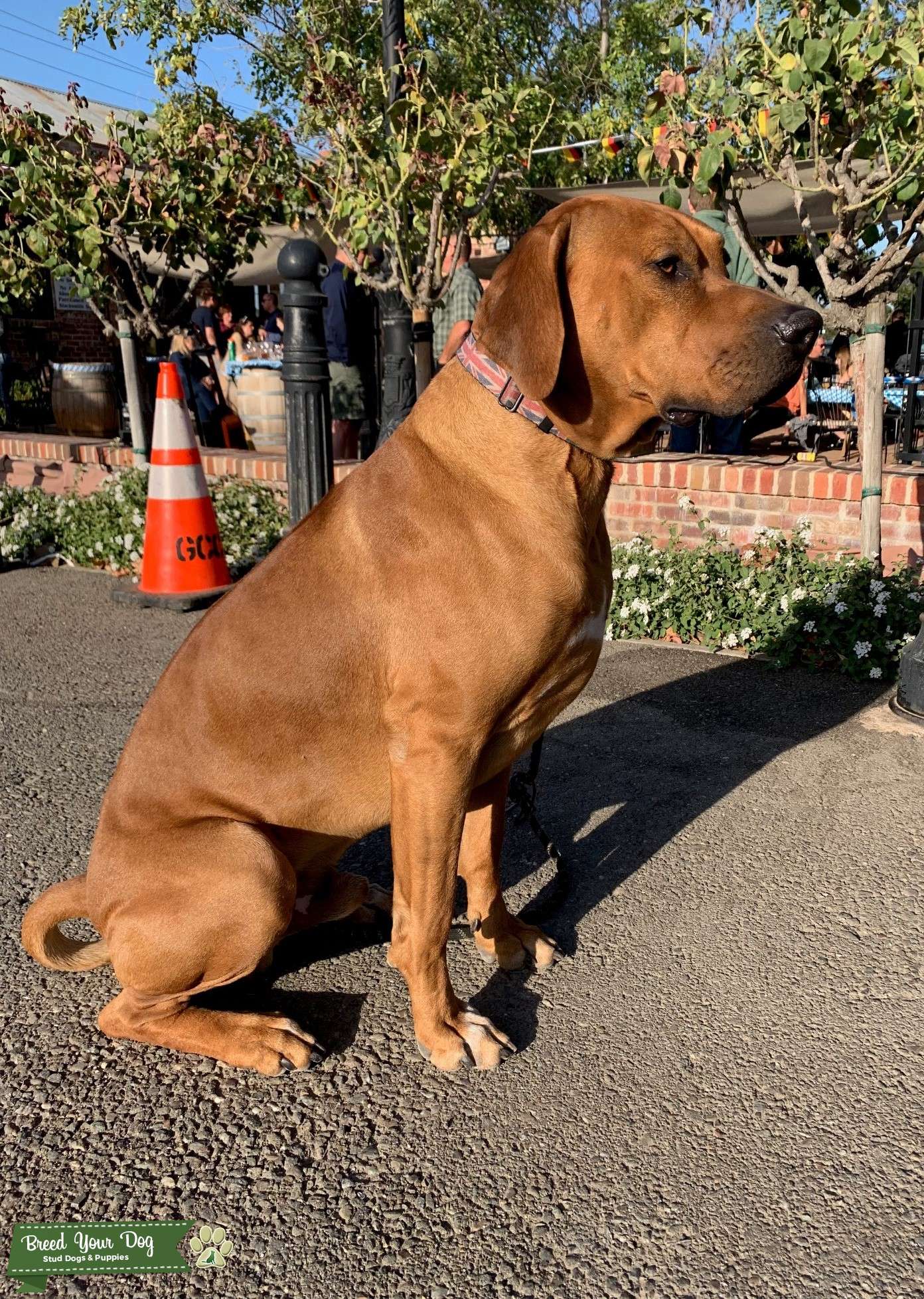 Rhodesian Ridgeback stud - Stud Dog in California, the United States ...