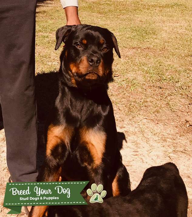 German Rottweiler - Stud Dog in Florida, the United States | Breed Your Dog