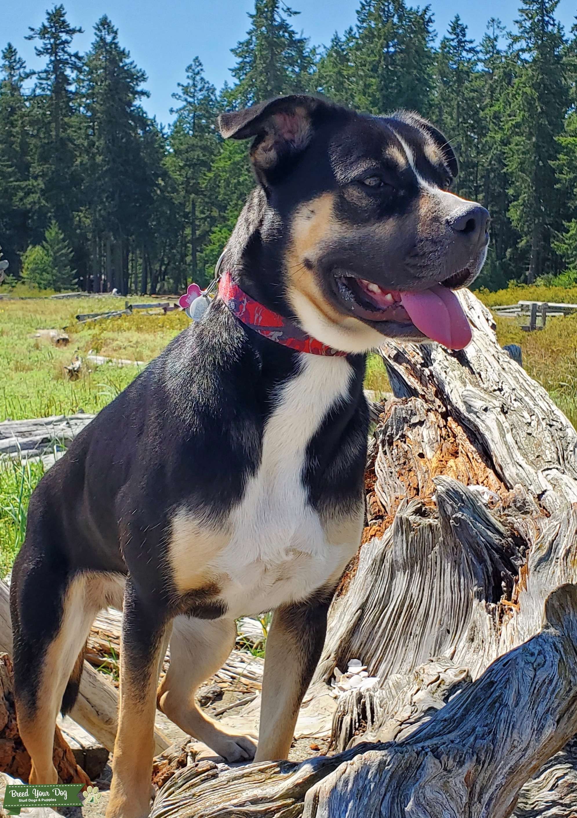 Female Boxador looking for Boxador stud - Stud Dog in British Columbia ...