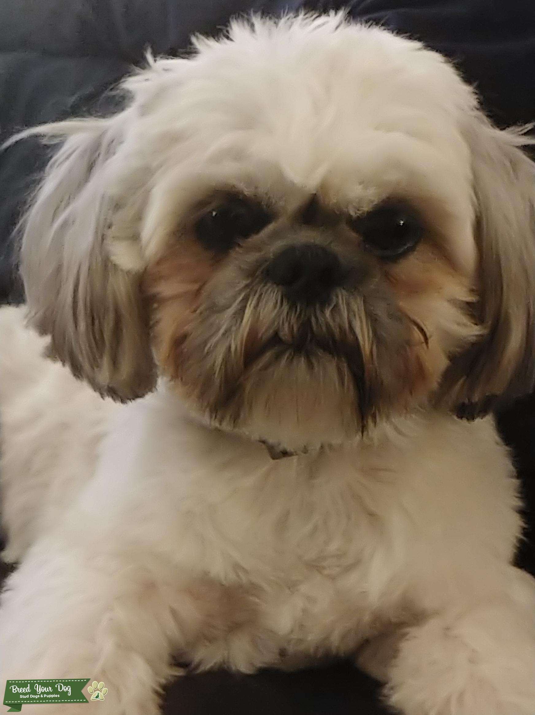 White male shih tzu - Stud Dog in MO - Missouri, the United States ...