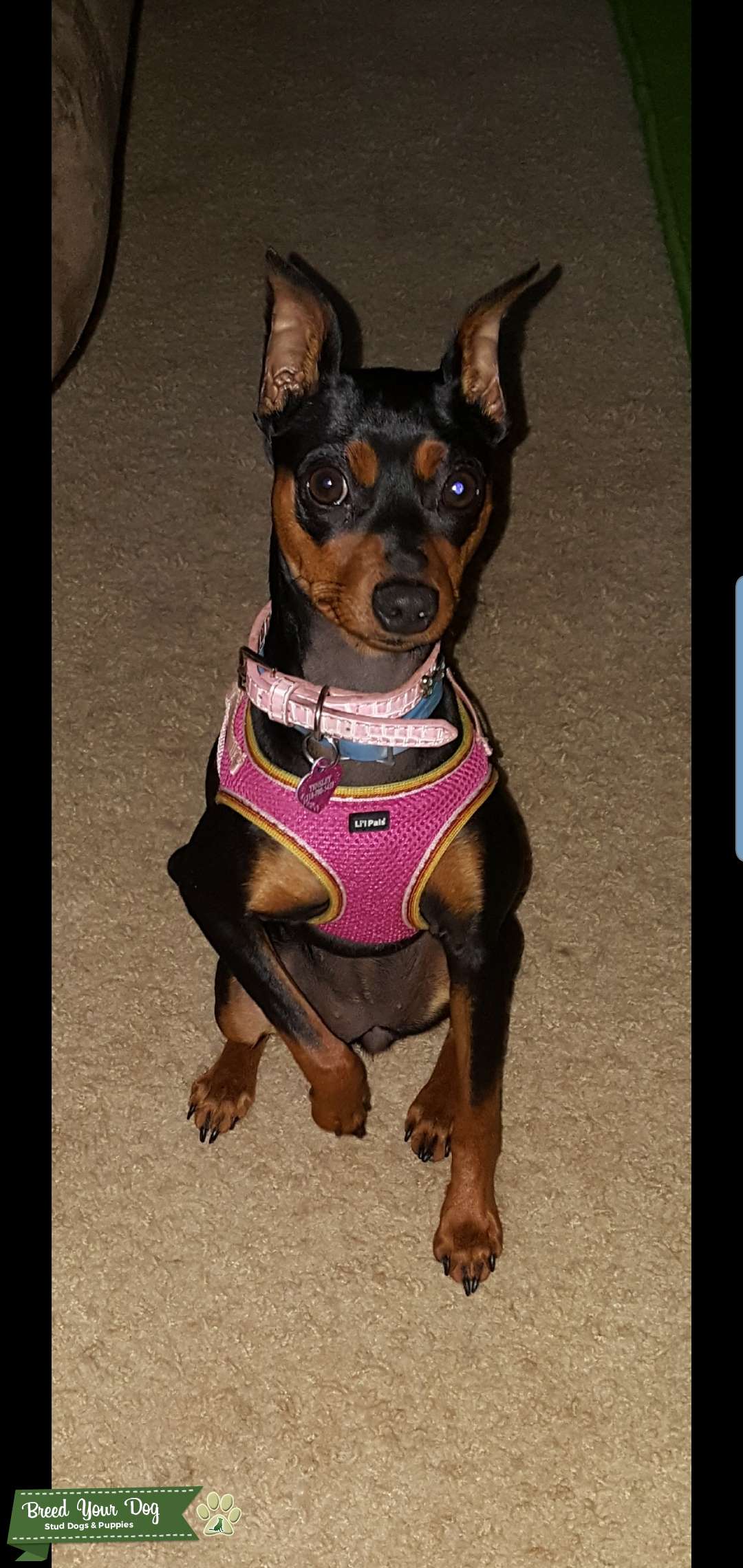 Black and Rust Min Pin - Stud Dog in Mn, the United States | Breed Your Dog