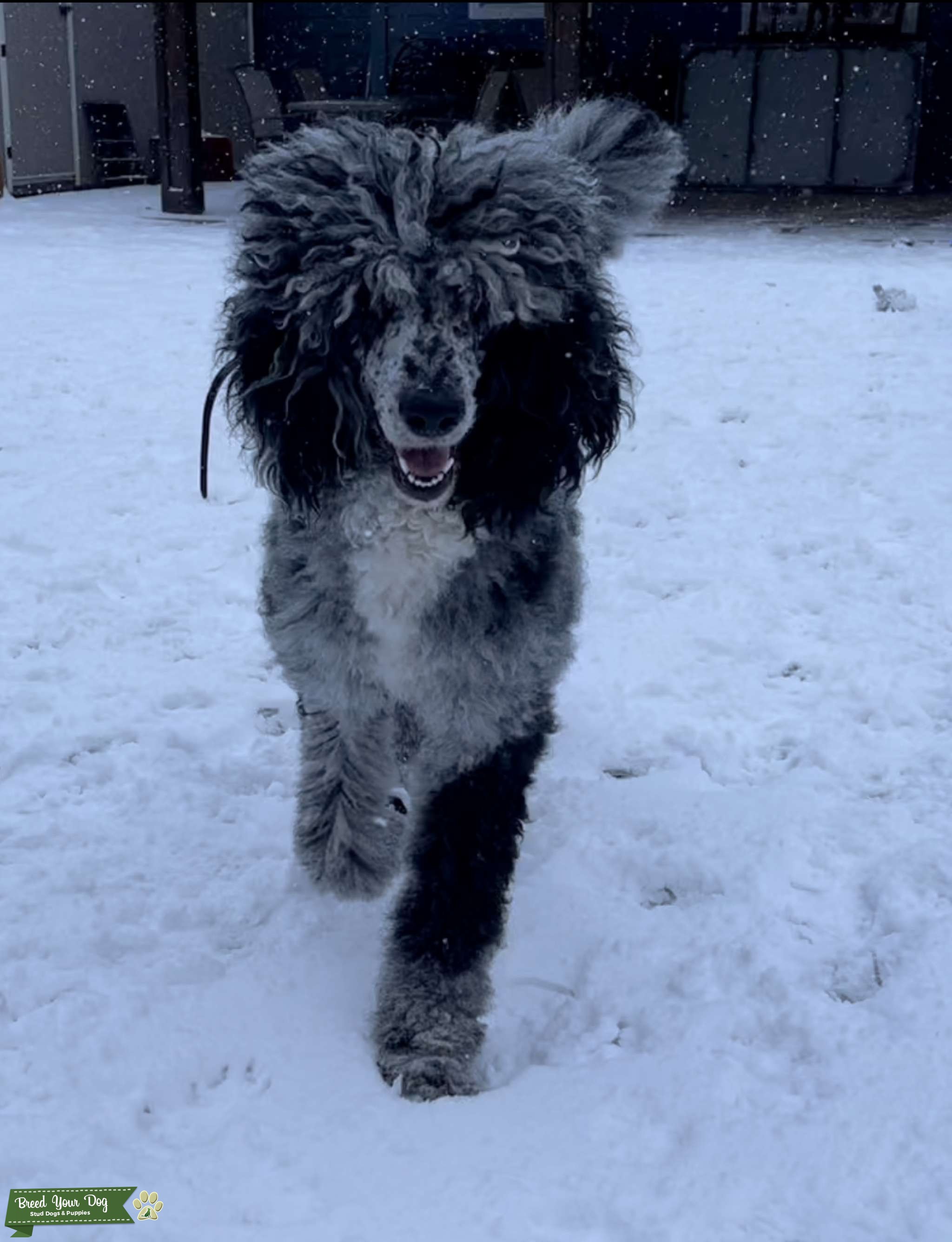 Large standard Merle poodle - Stud Dog Oregon - Breed Your Dog