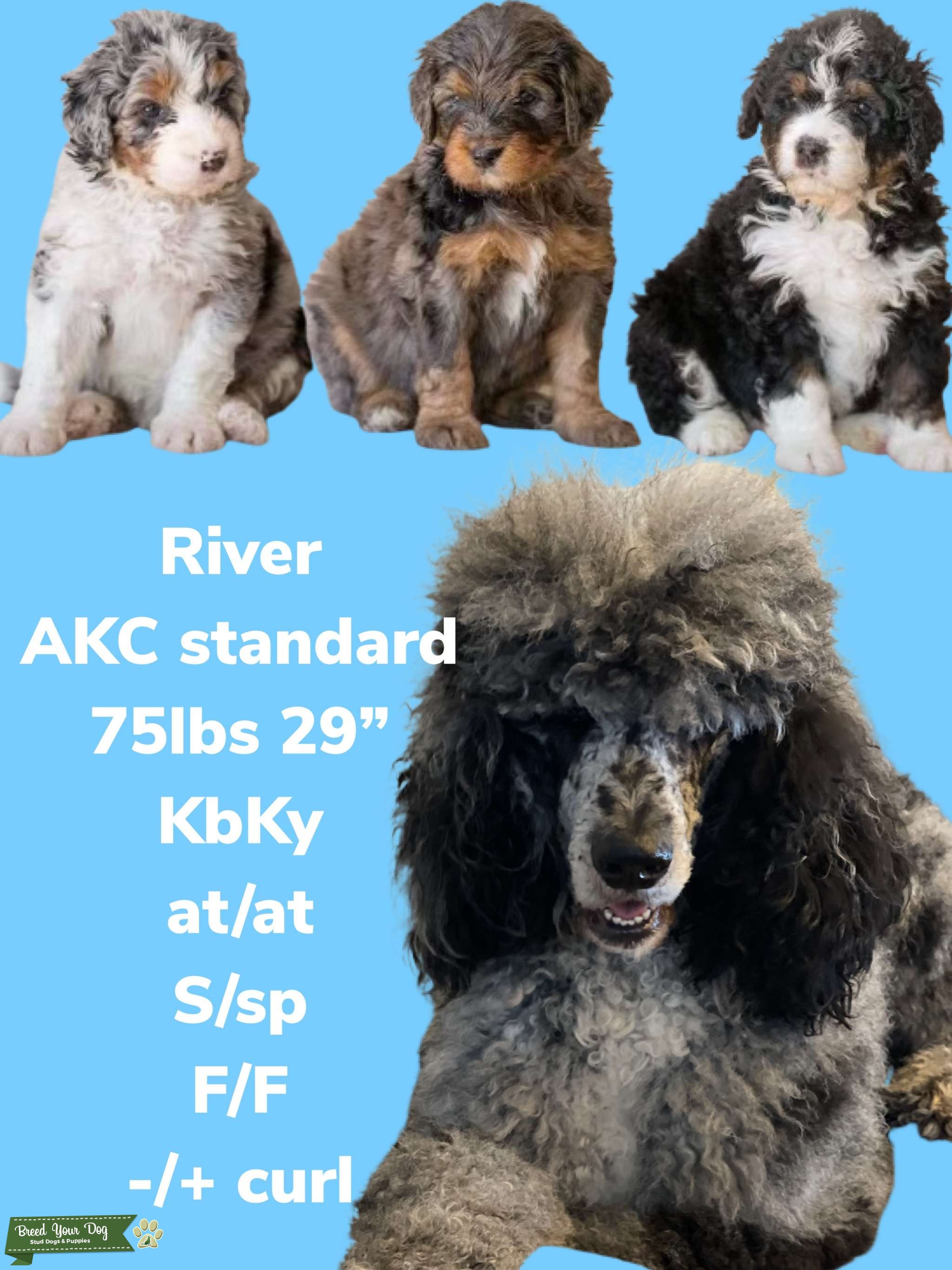 Large standard Merle poodle - Stud Dog Oregon - Breed Your Dog