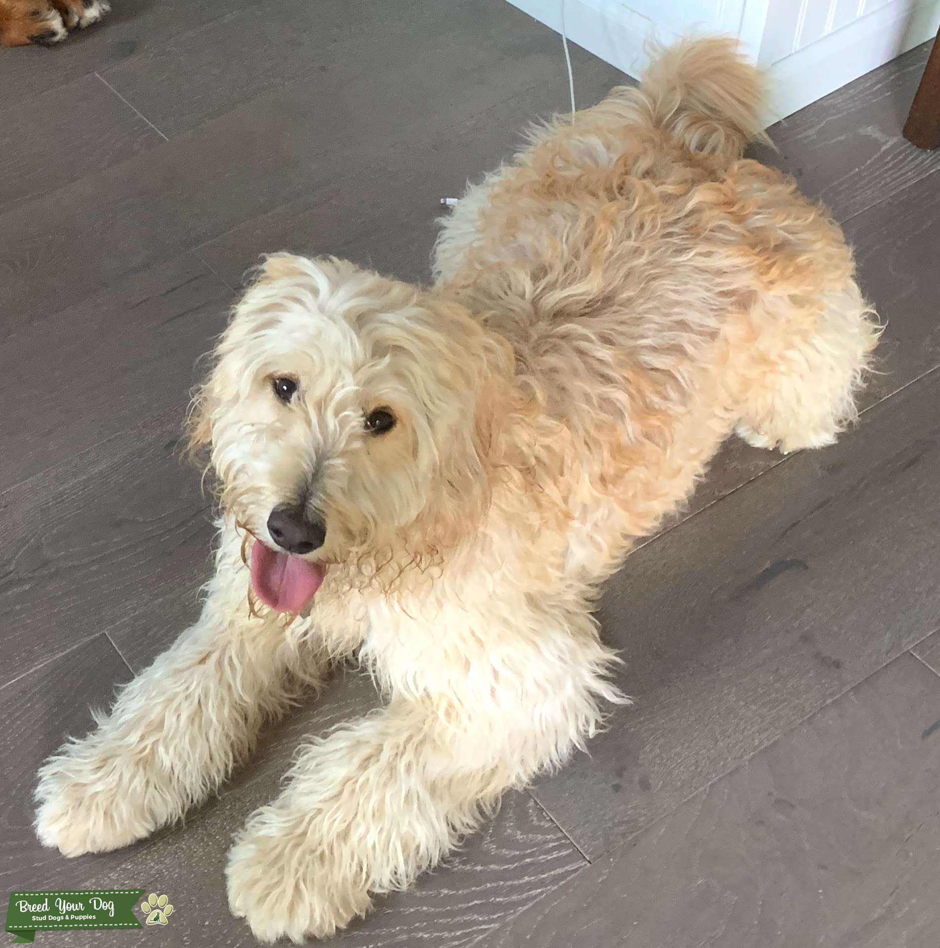 F1b Teddy Bear English Goldendoodle - Stud Dog California - Breed Your Dog