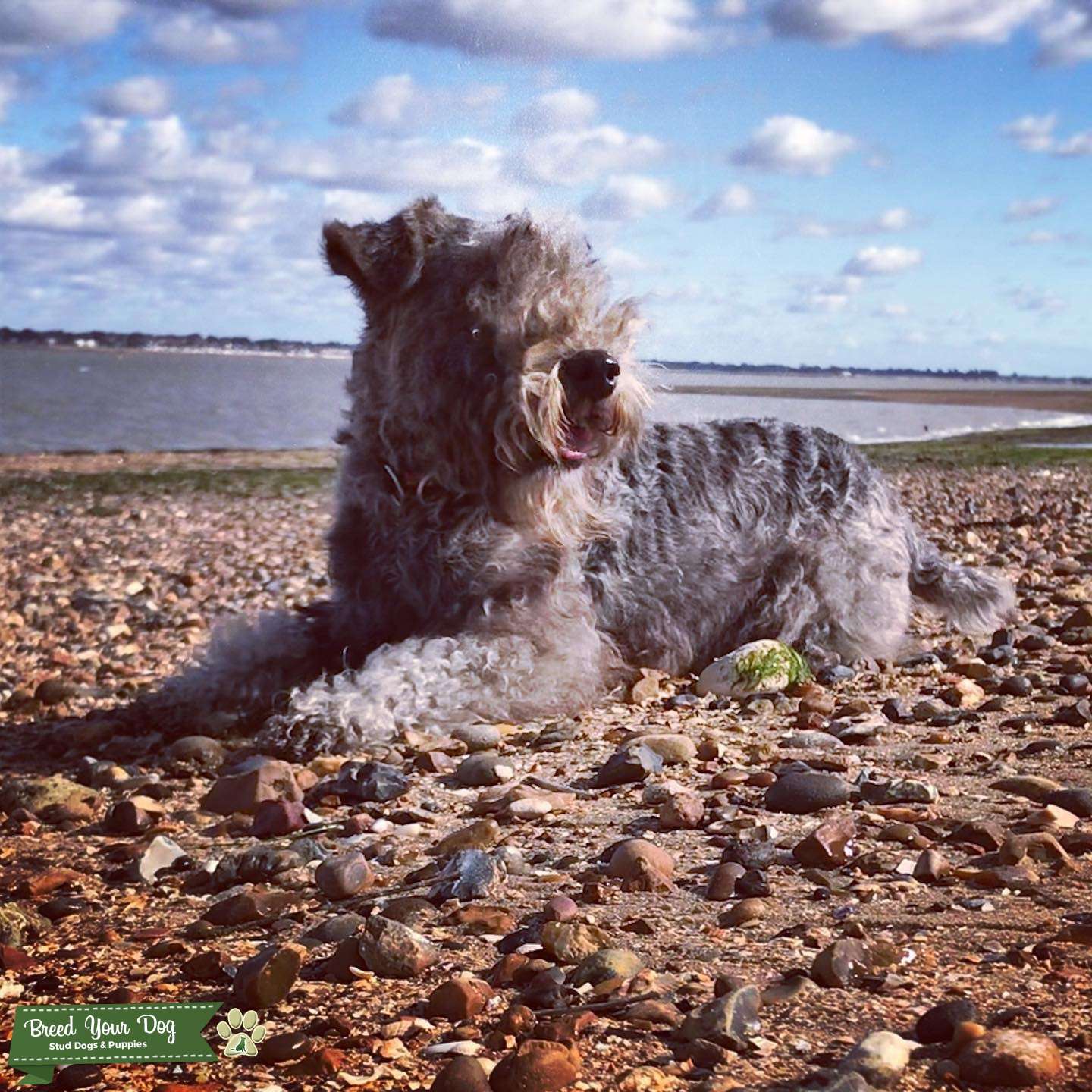 Stud dog - Stud Dog in Essex, the United States | Breed Your Dog