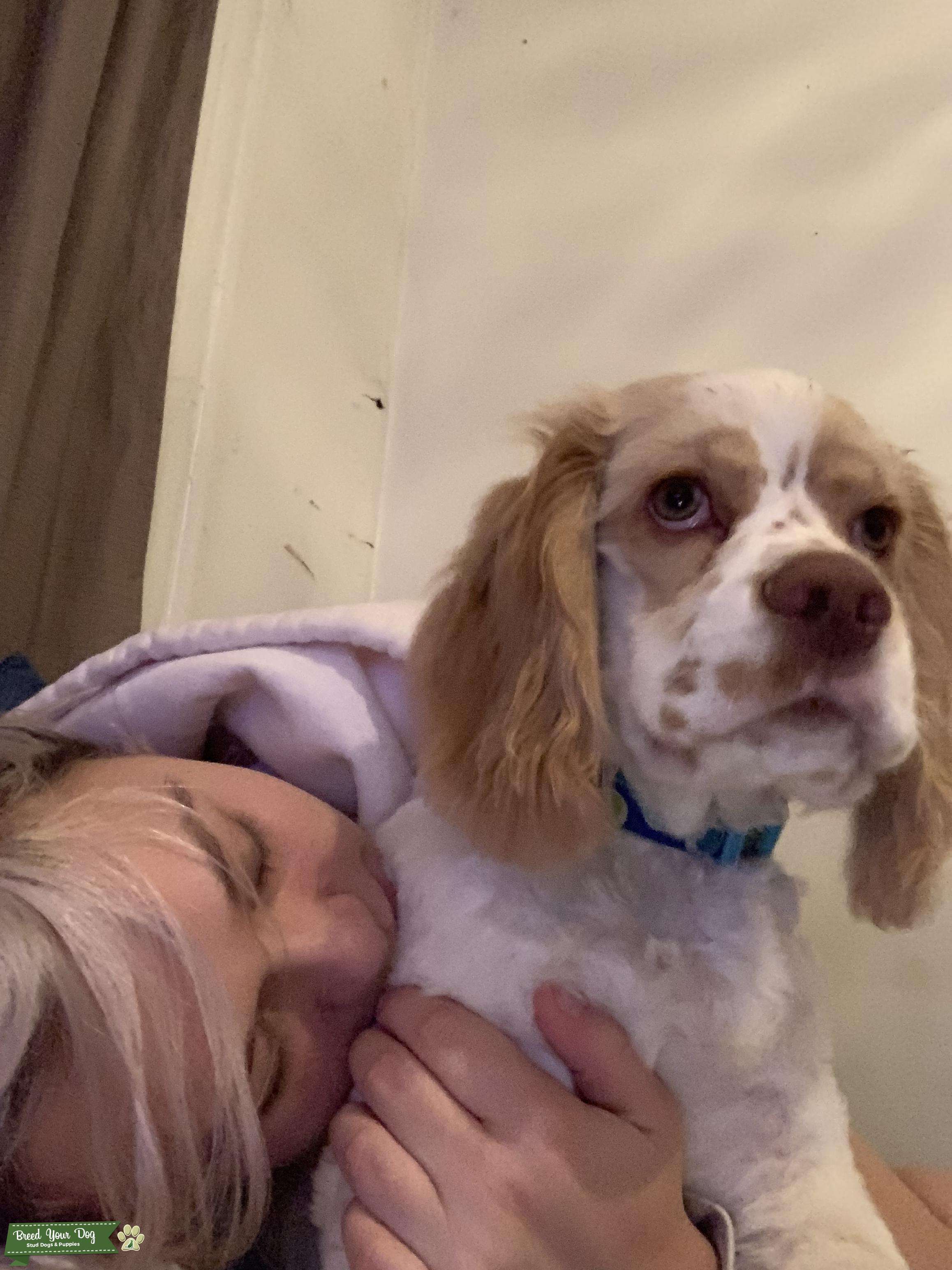 White and buff spotted CKC cocker spaniel stud - Stud Dog Richmond ...