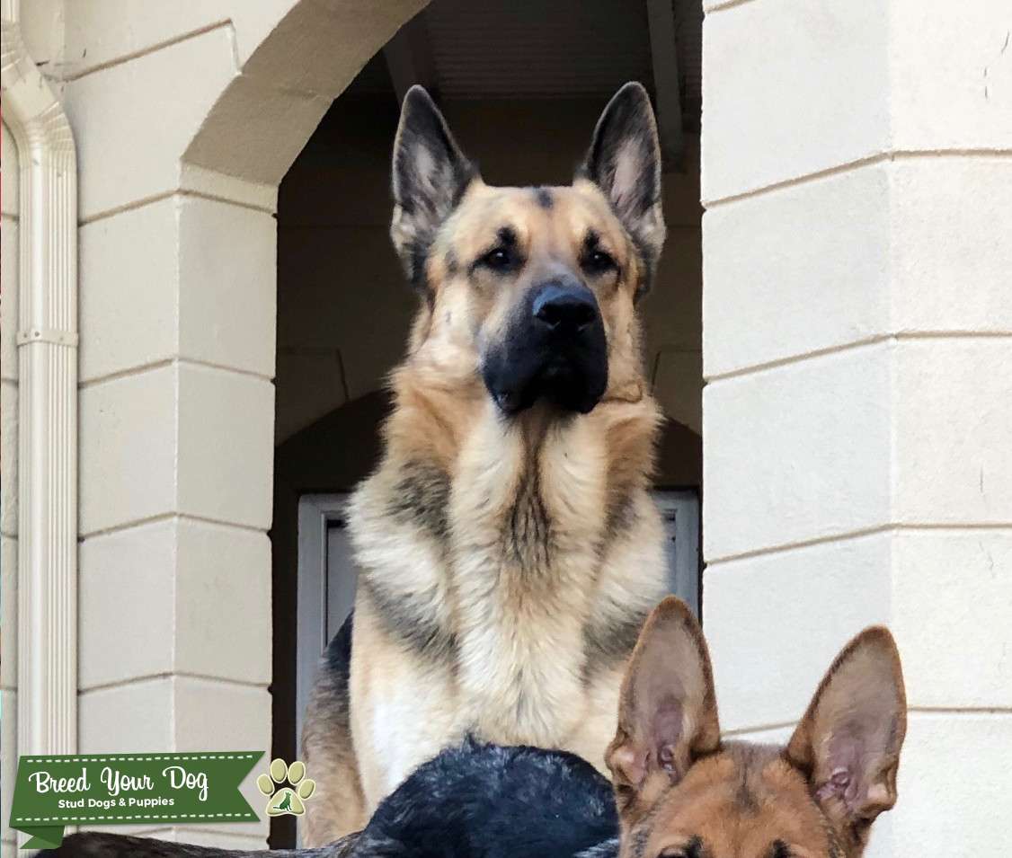 German Shepherd - Stud Dog in South Carolina, the United States | Breed ...
