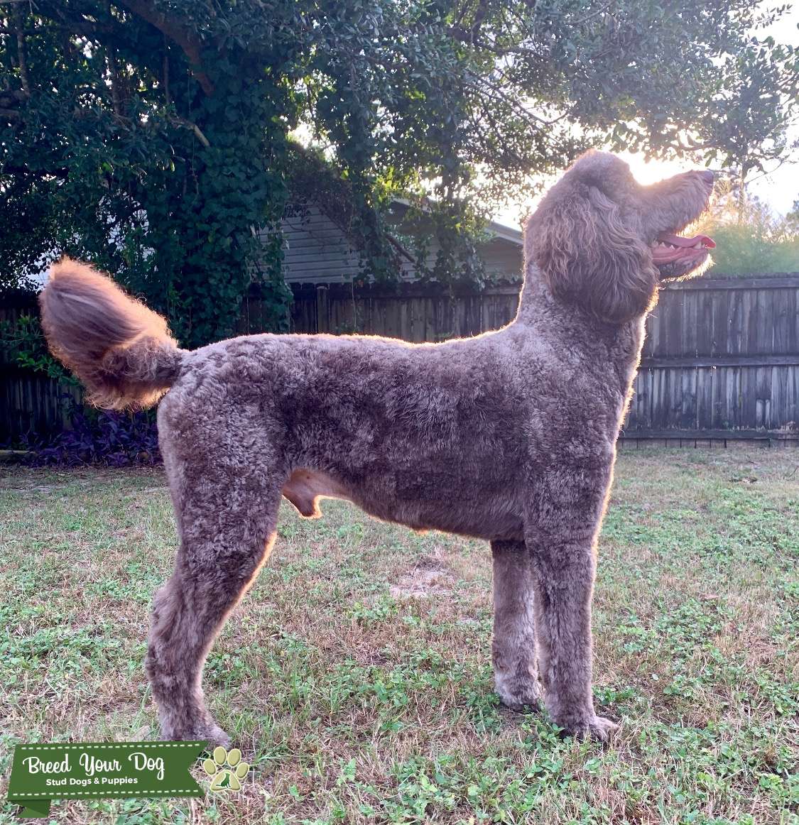 F1 Handsome Labradoodle - Stud Dog in Florida, the United States ...