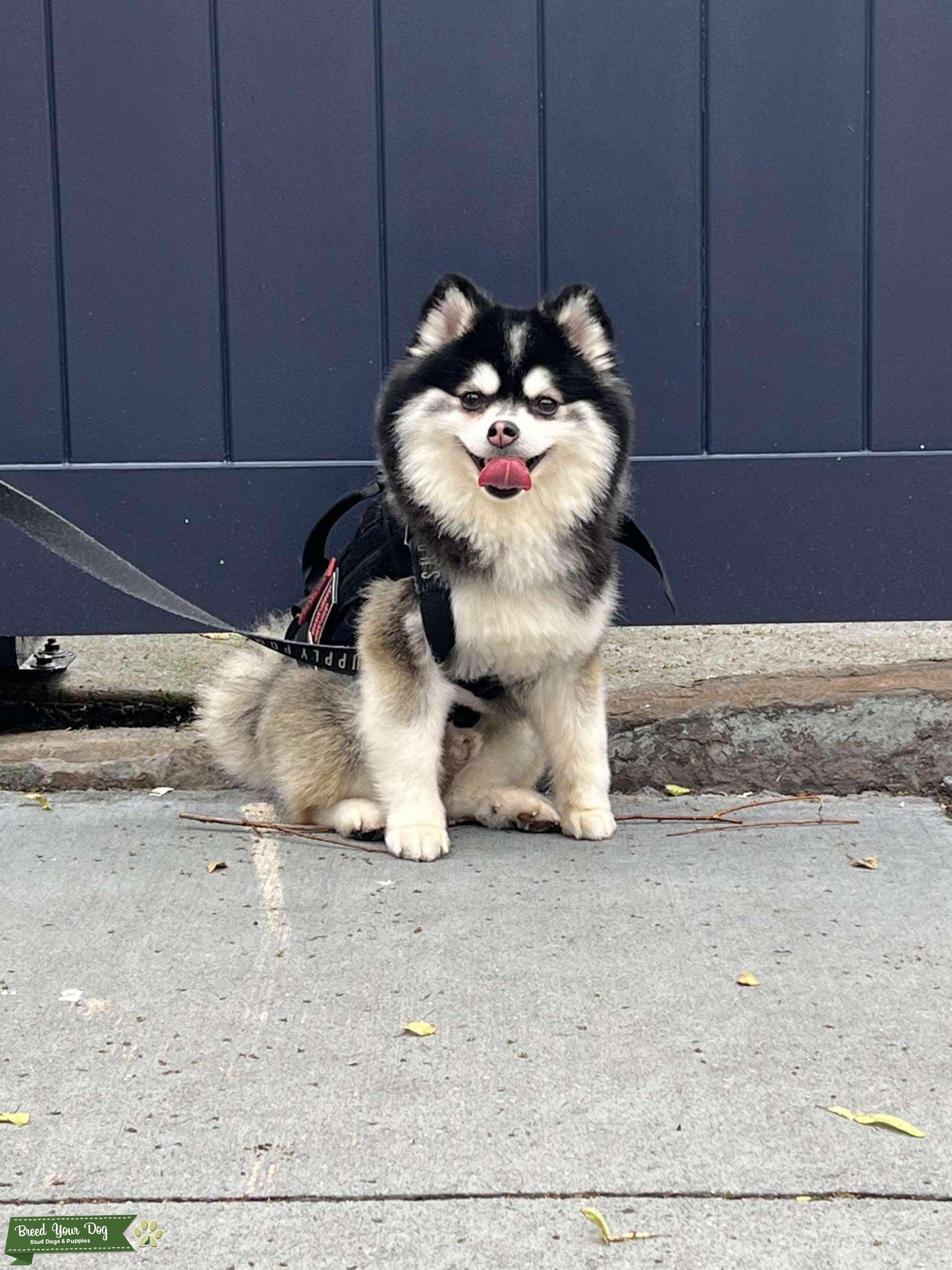 Toy Pomsky - Stud Dog in NJ, United States | Breed Your Dog