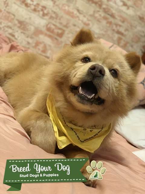 Cream Chow Chow - Stud Dog in South Carolina , the United States ...