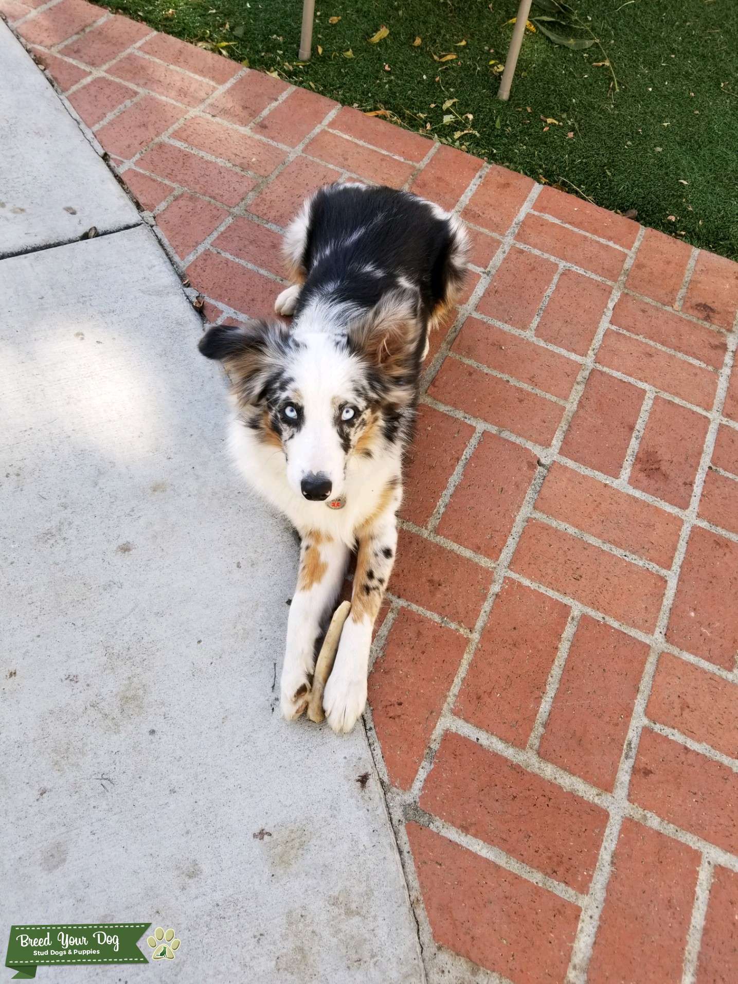Beautiful Blue Eyed Merle Mini Aussie - Stud Dog CA - Breed Your Dog