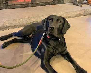 Pure Bred Black Labrador Retriever Stud $800.00 - Stud Dog in Albany ...