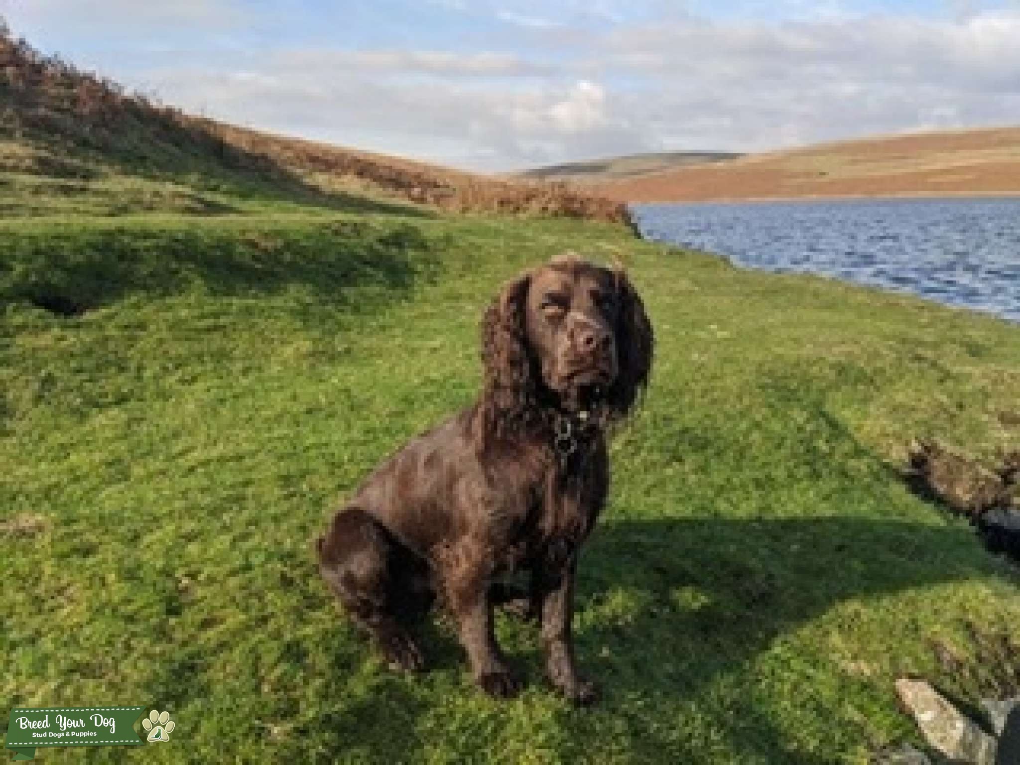 Liver/chocolate working cocker stud - Stud Dog Devon - Breed Your Dog