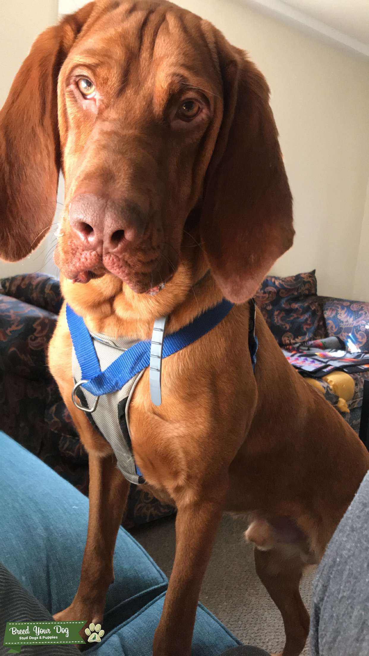 Red Bloodhound - Stud Dog in Salisbury, MD , the United States | Breed ...