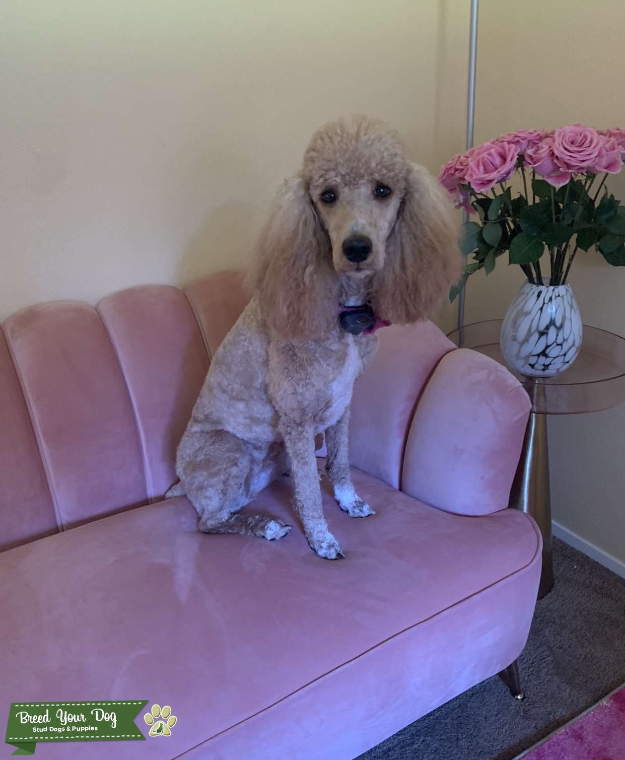 Small Red AKC Standard Poodle Female - Stud Dog in WA, the United ...