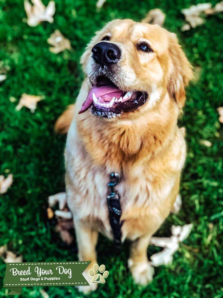 Stud - Stud Dog in los angeles, the United States | Breed Your Dog