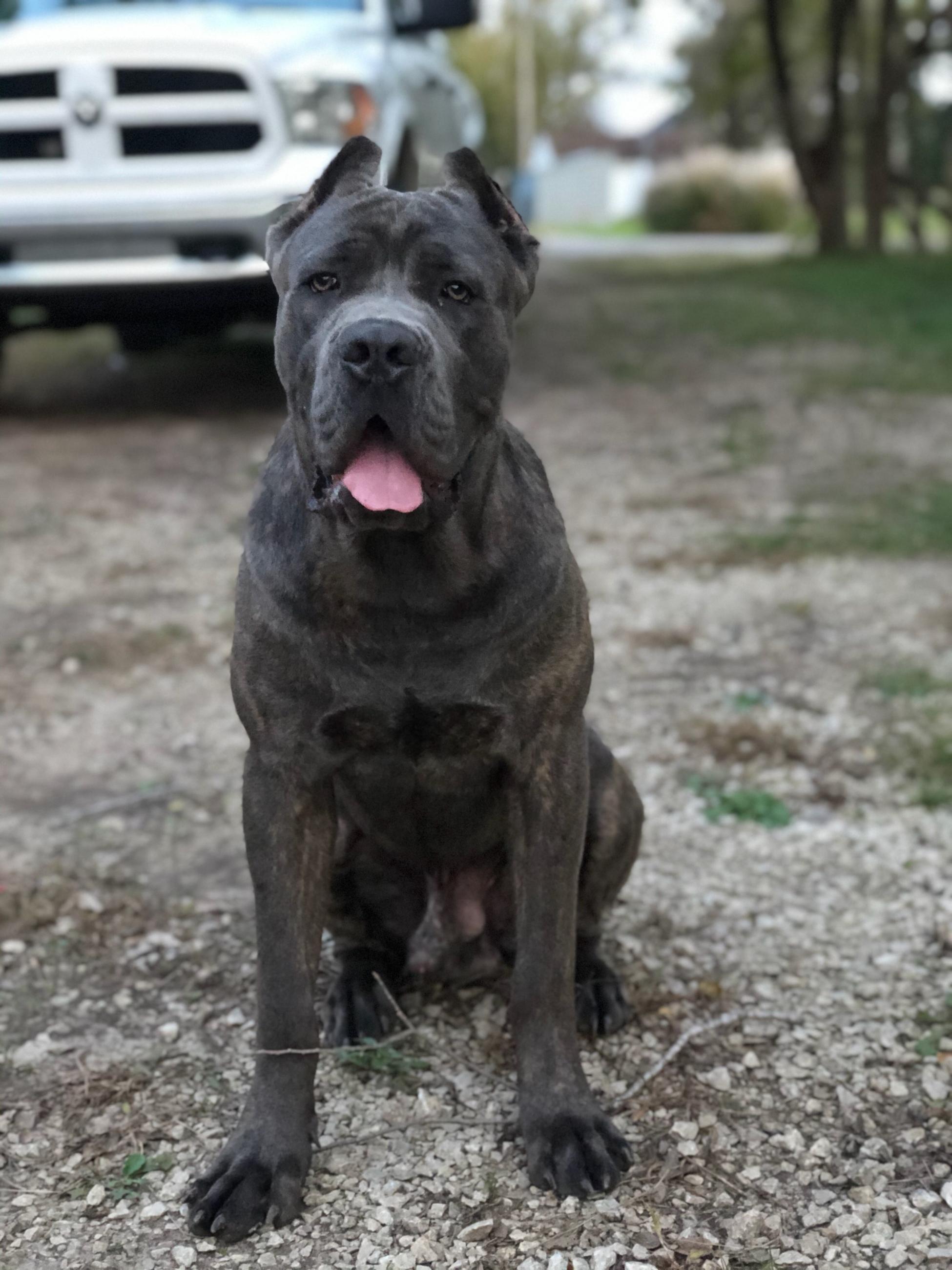 Cane Corso stud - Stud Dog in Kansas, United States | Breed Your Dog