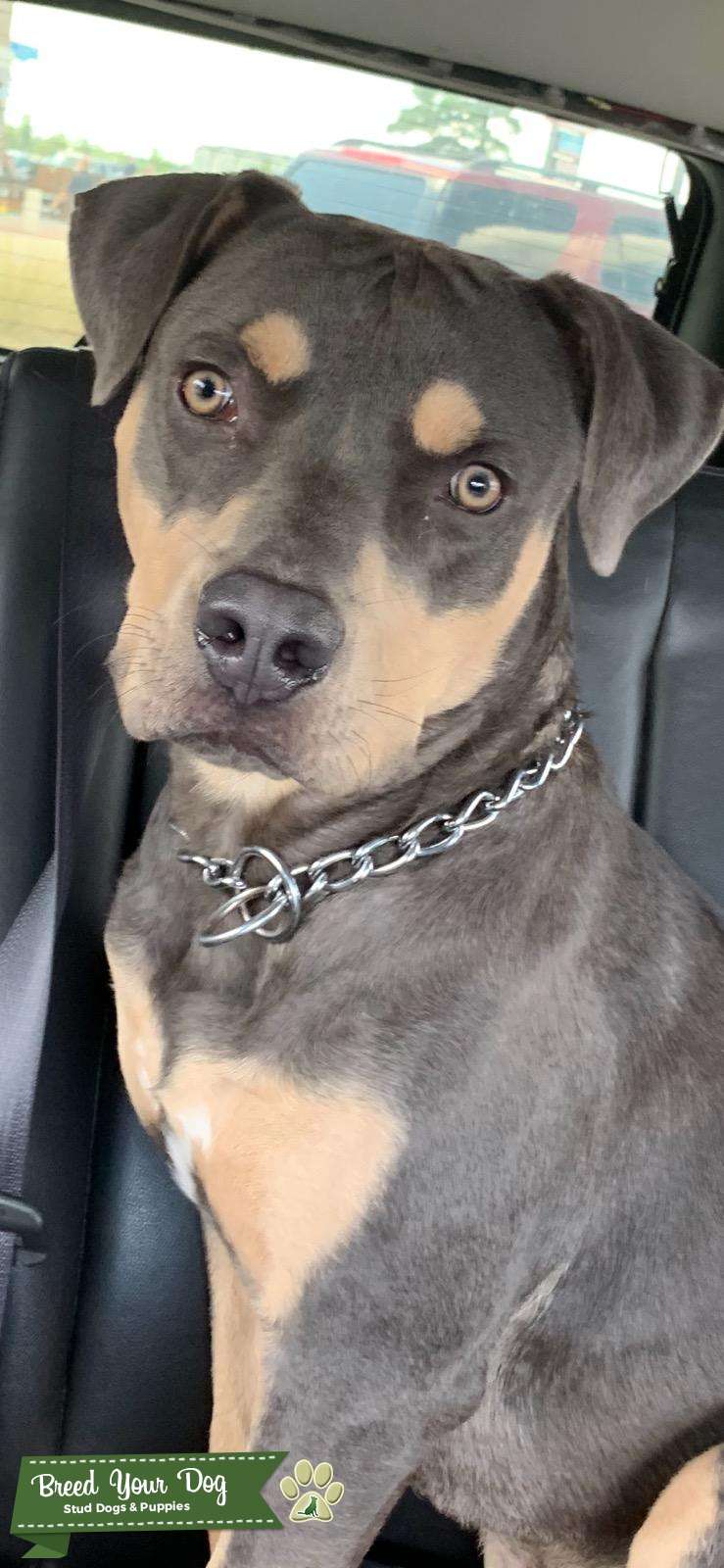 Rotty Pitt Mix Seeking Husky Female - Stud Dog in Texas, the United ...