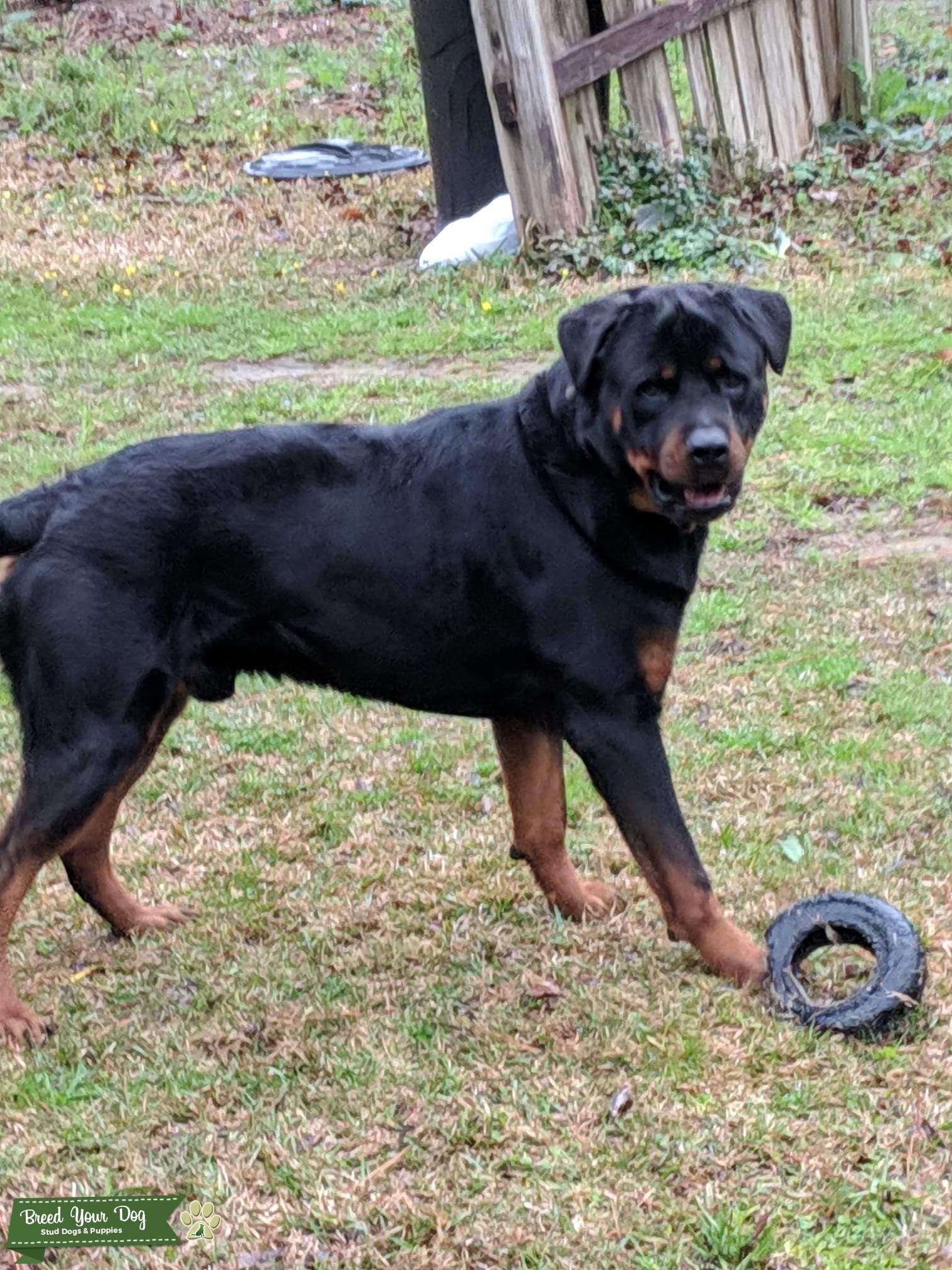 Rottweiler - Stud Dog in Louisiana, United States | Breed Your Dog