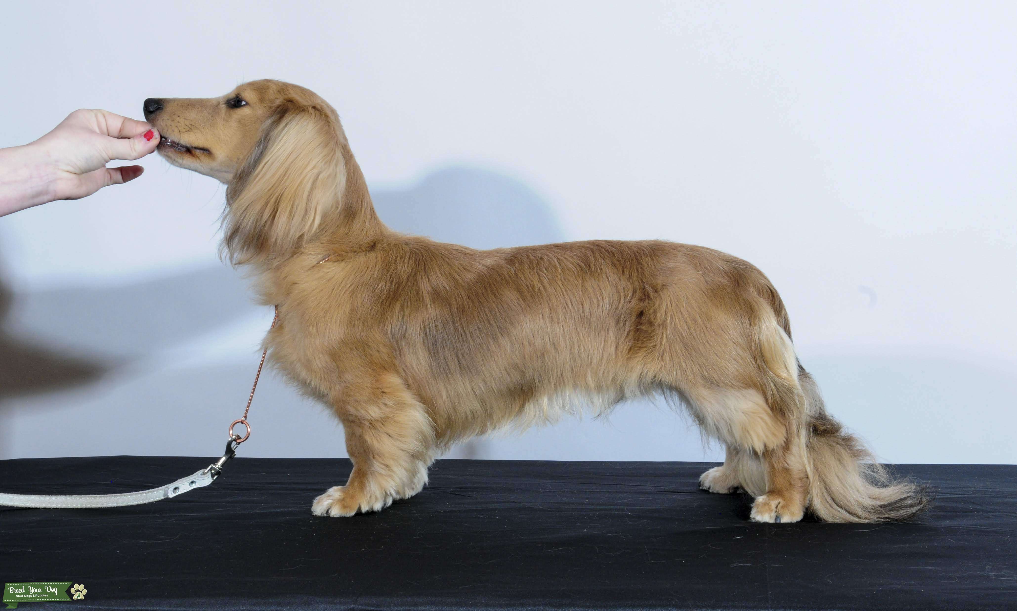 Blue Shaded Red Dapple LngHair Dachshund - Stud Dog in WA, the United ...