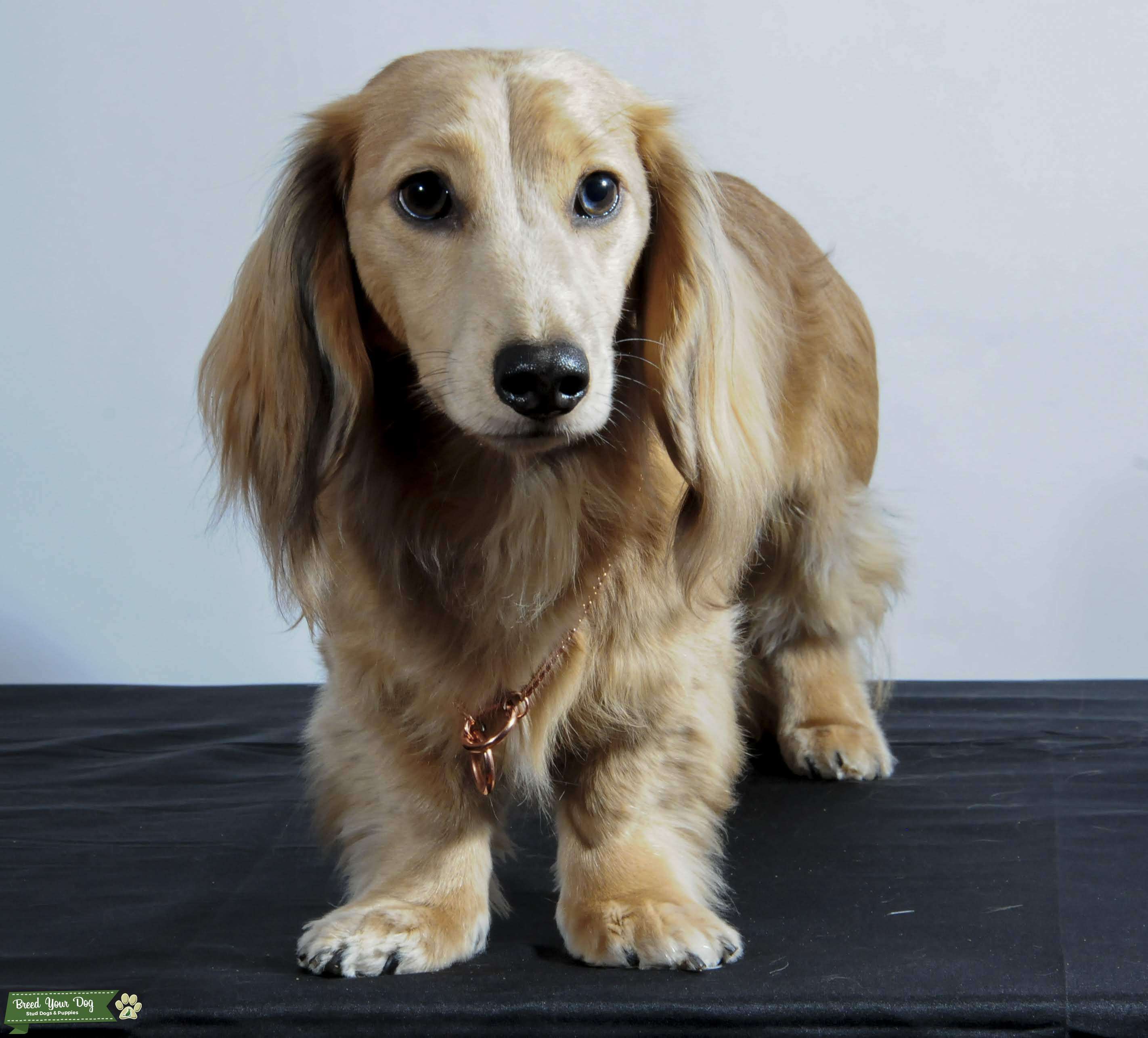 Stud Dog - Blue Shaded Red Dapple LngHair Dachshund - Breed Your Dog