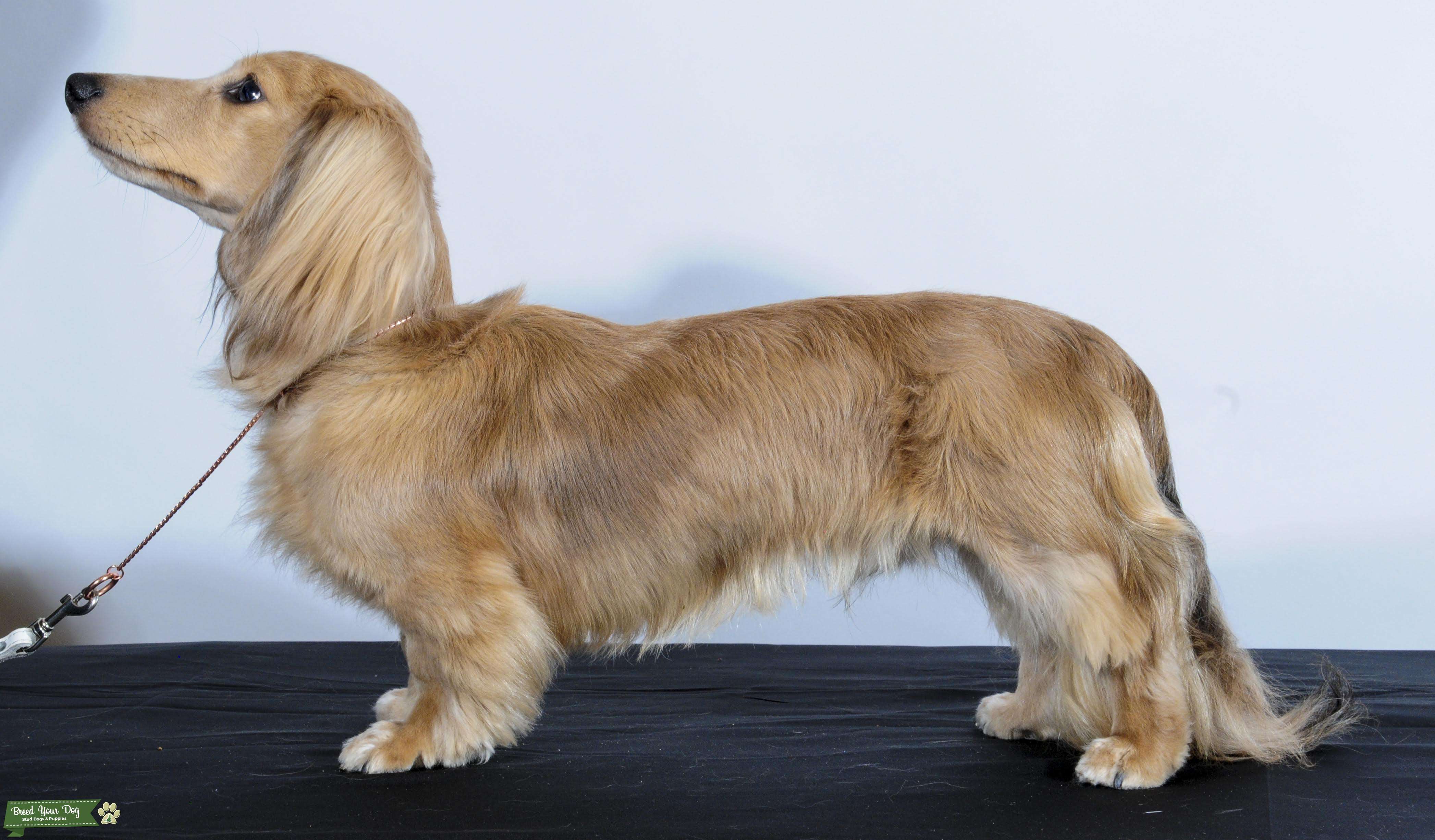 Stud Dog - Blue Shaded Red Dapple LngHair Dachshund - Breed Your Dog