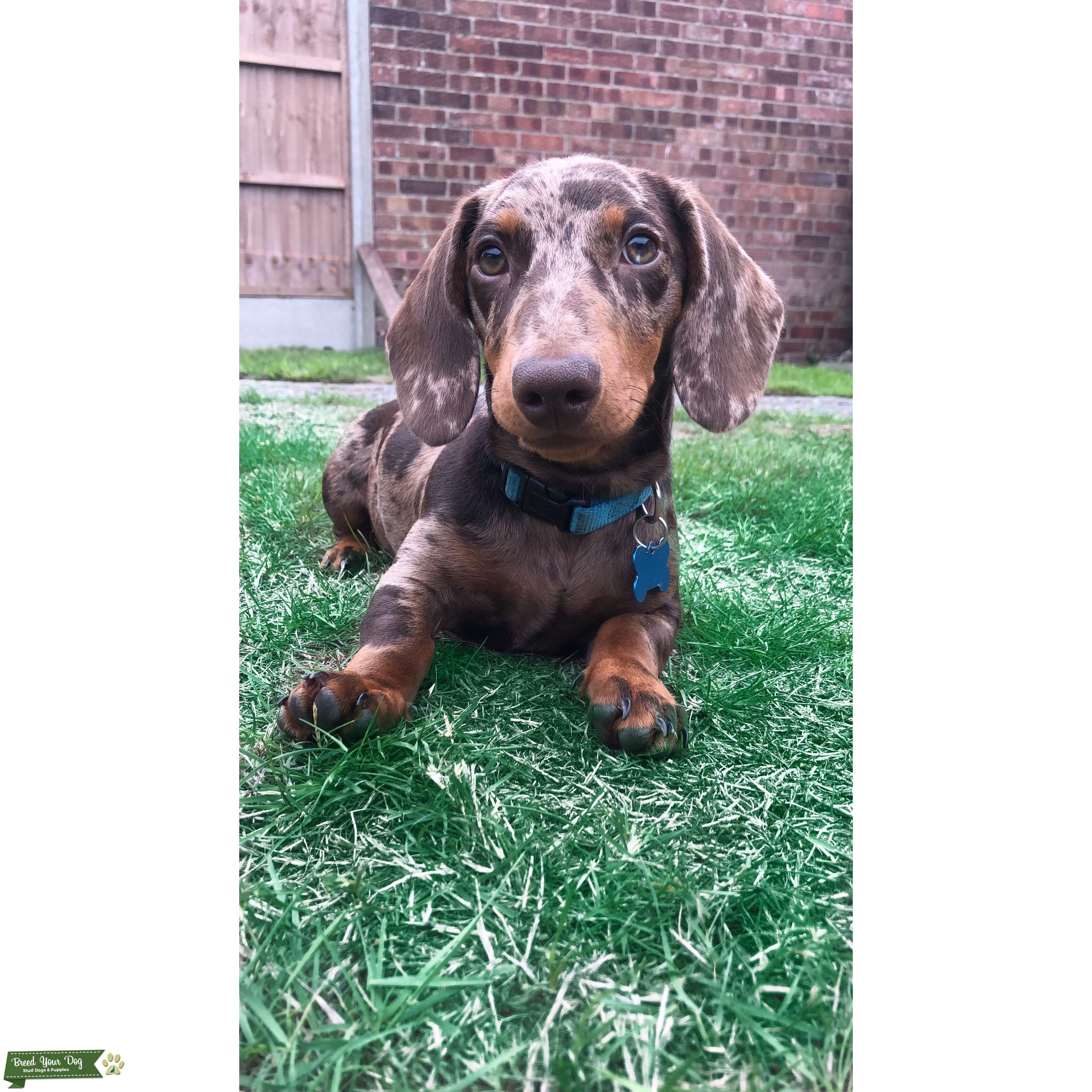 Smooth Miniature Dapple Dachshund For Stud - Stud Dog in Norfolk , the ...