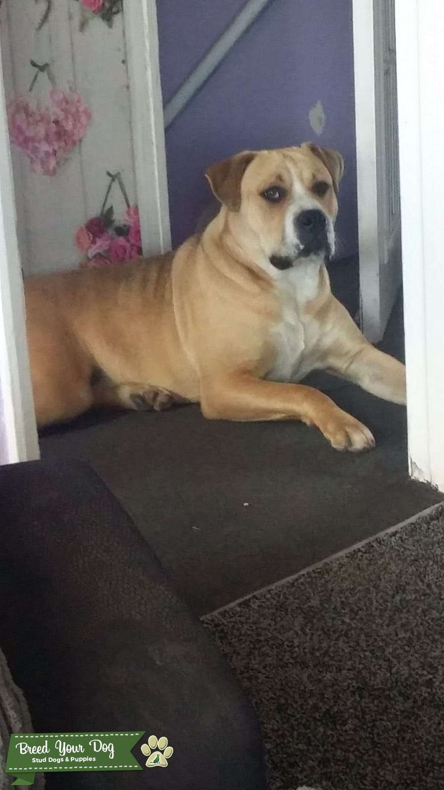 Beautiful male American bulldog for stud - Stud Dog Nottinghamshire ...