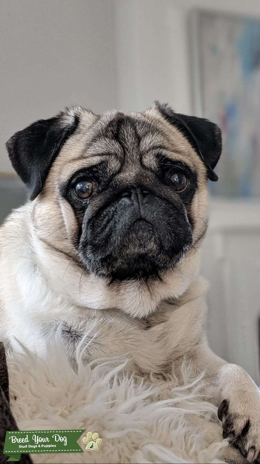 Stud Dog - Pug Dog - Breed Your Dog