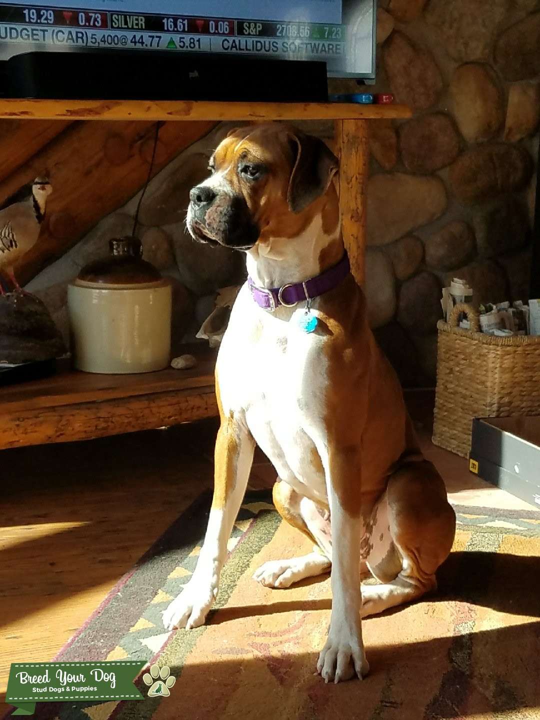 Muscular Large Fawn Boxer - Stud Dog in South Western Colorado, Puerto ...
