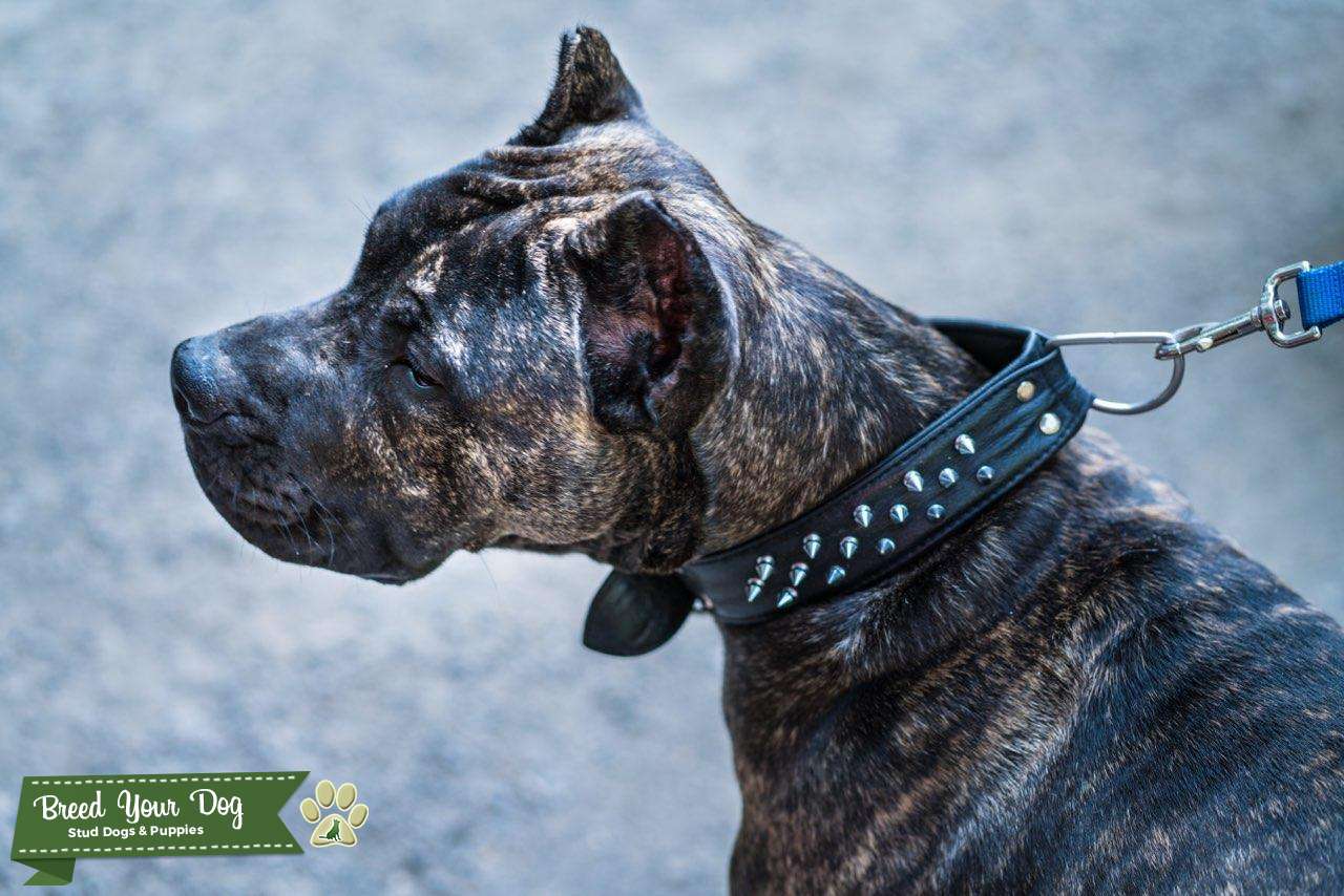 Presa - Stud Dog in PA, the United States | Breed Your Dog