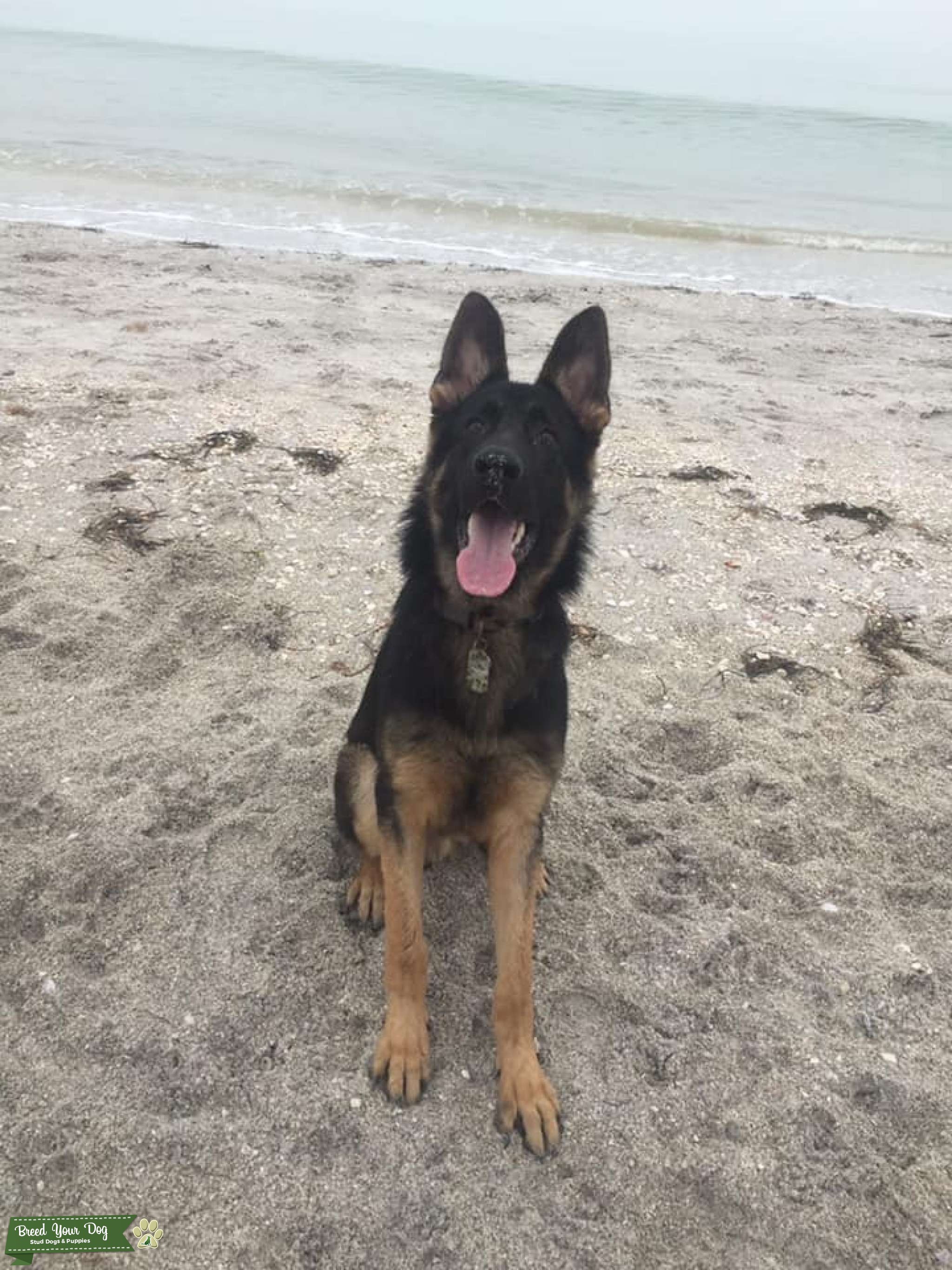 east german shepherd ddr working line male for stud - Stud Dog in ...