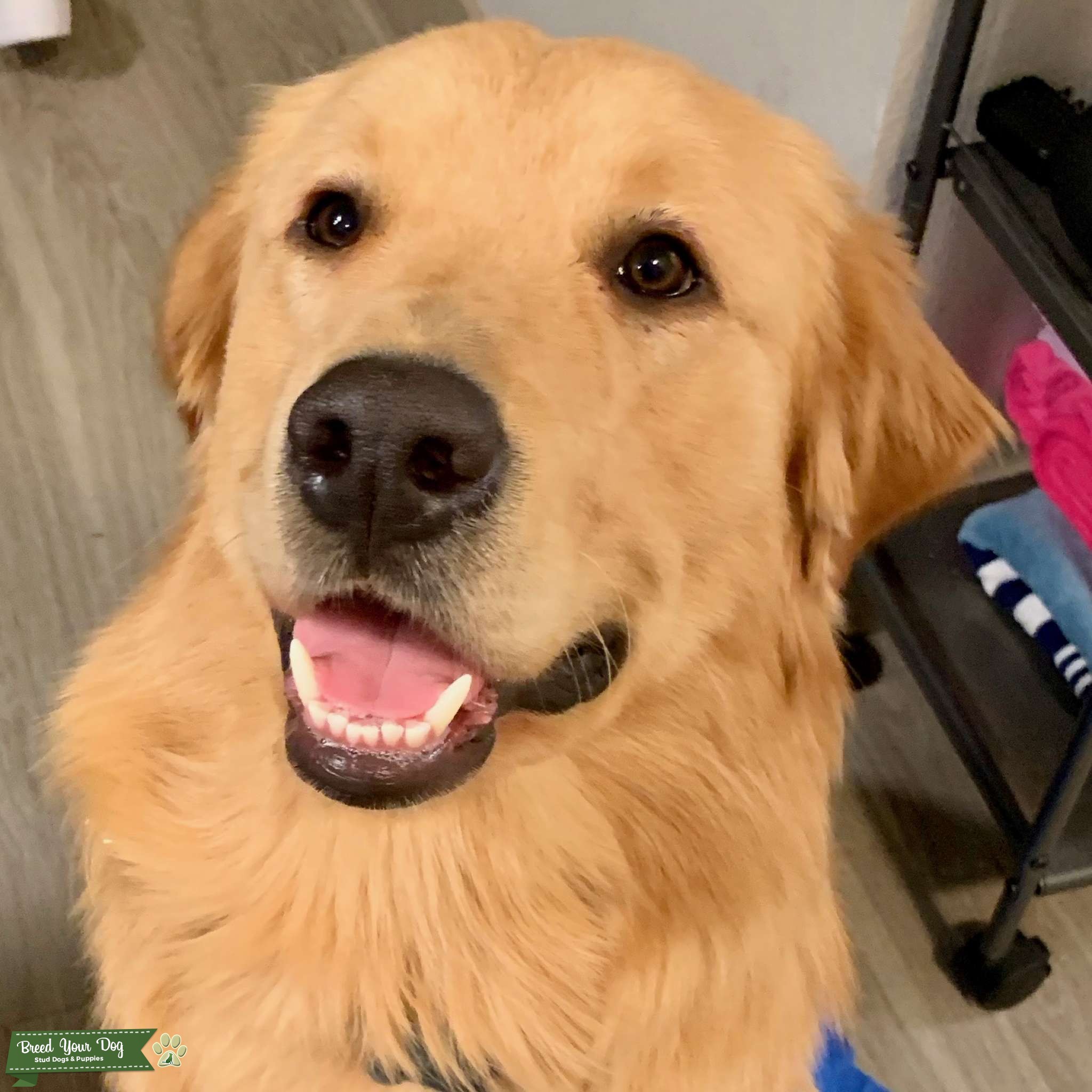 Purebred Stud ISO Mate - Stud Dog in Colorado, the United States ...