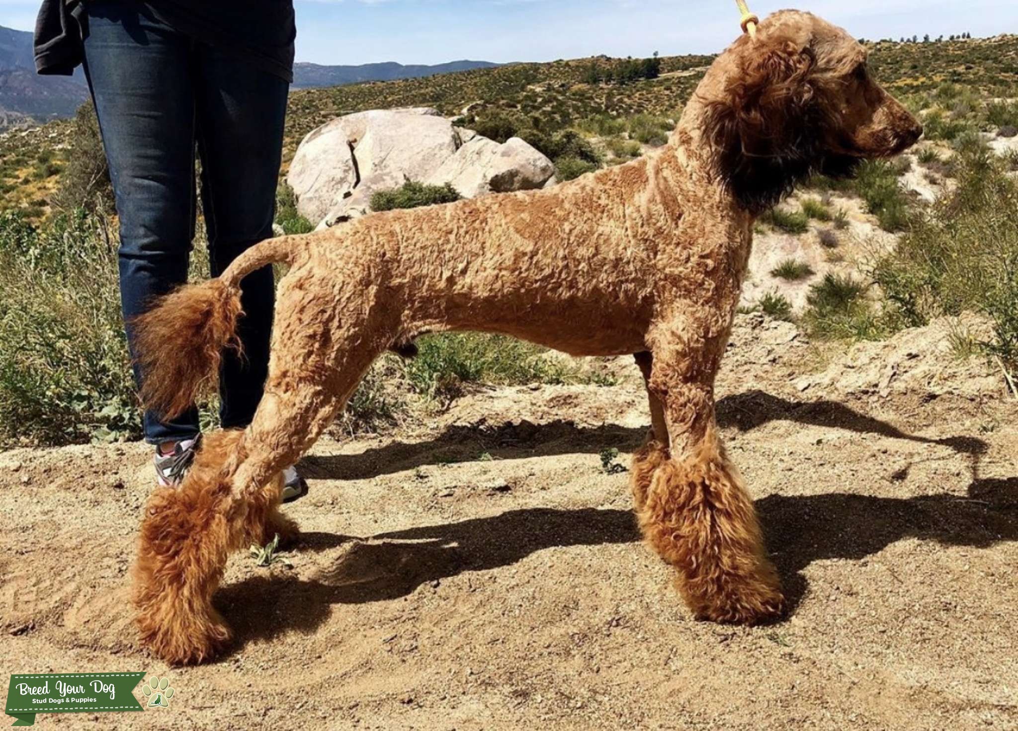 Gorgeous red sable abstract standard poodle - Stud Dog in West coast ...