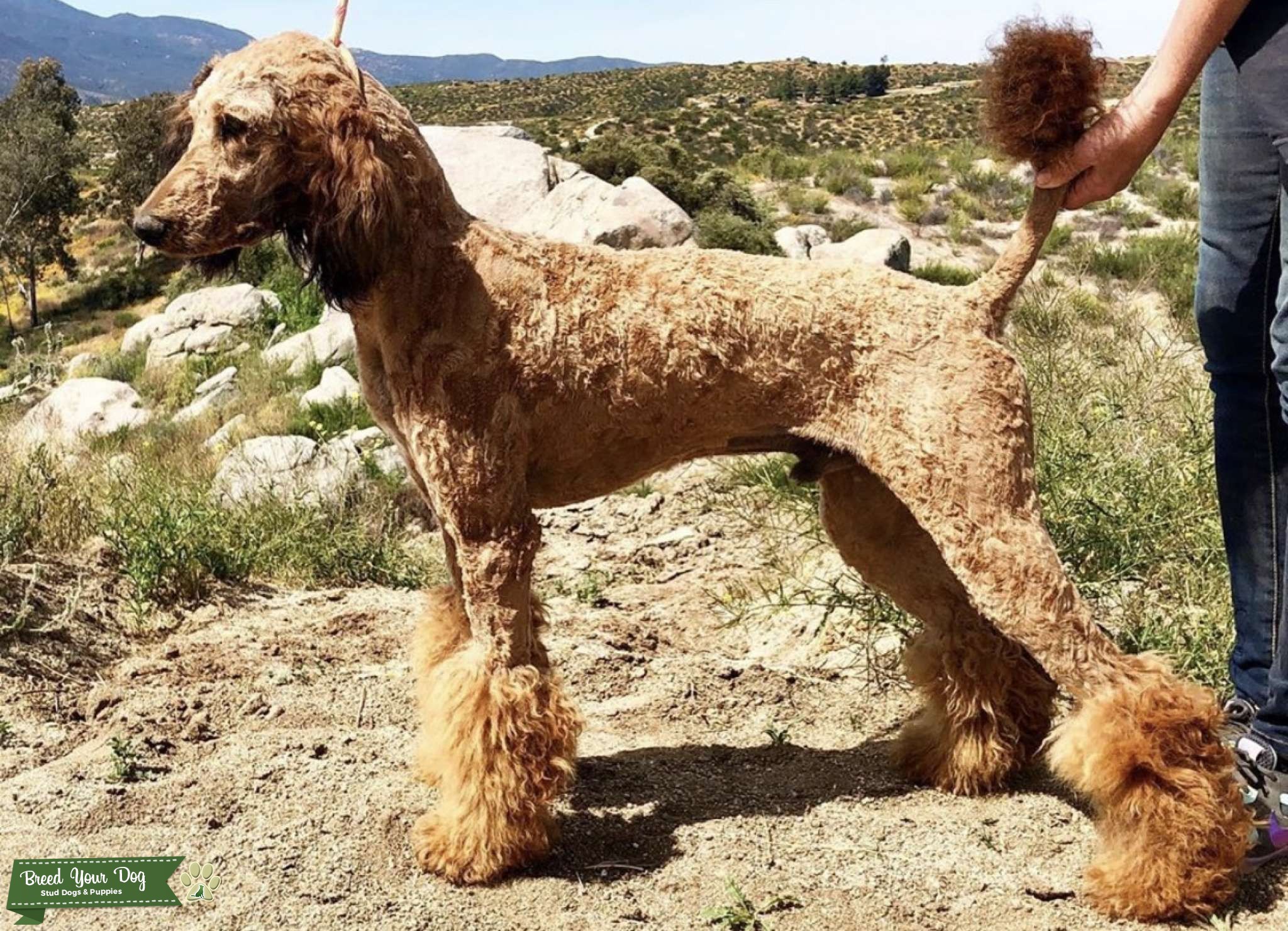Gorgeous red sable abstract standard poodle - Stud Dog in West coast ...