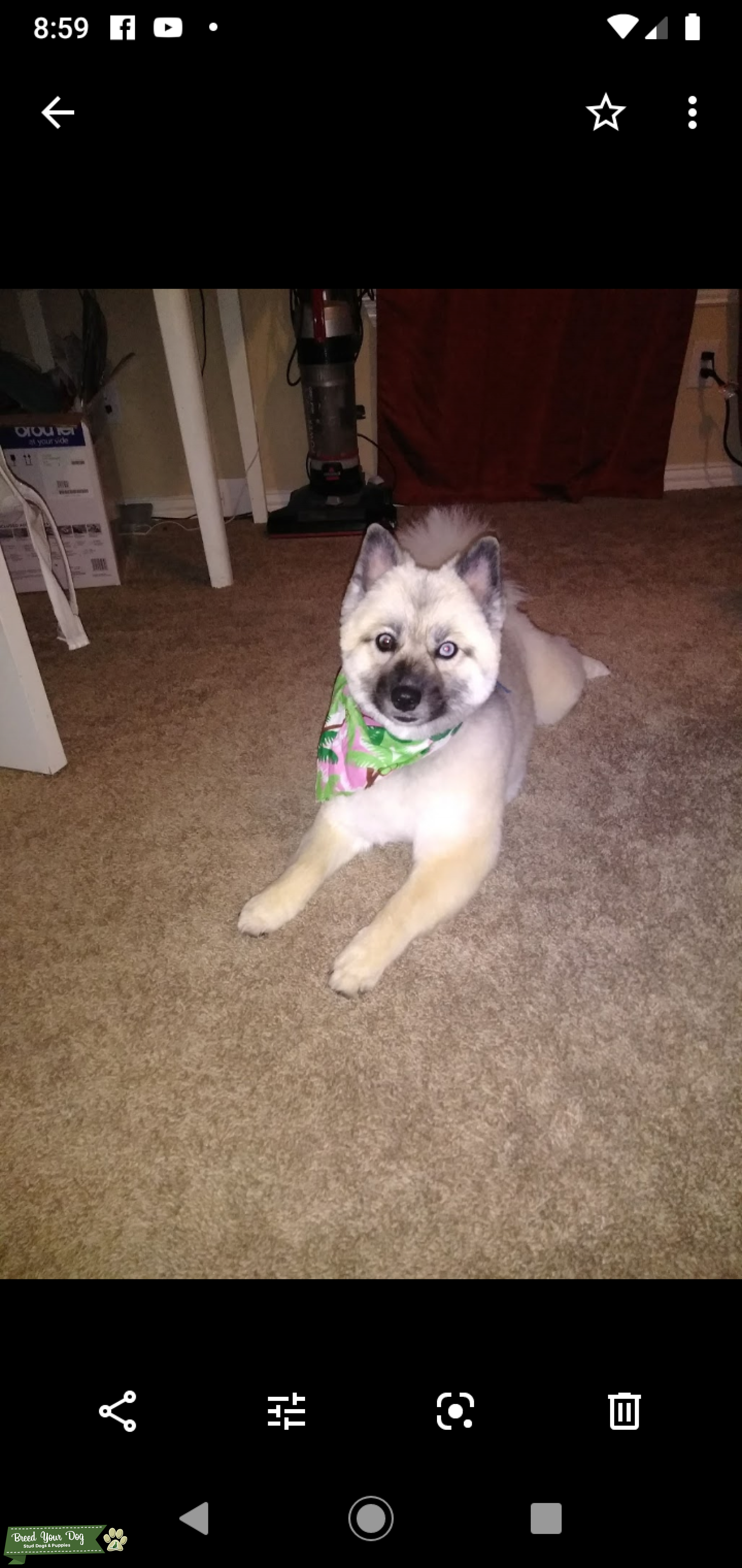 Pomsky - Stud Dog in Texas, the United States | Breed Your Dog