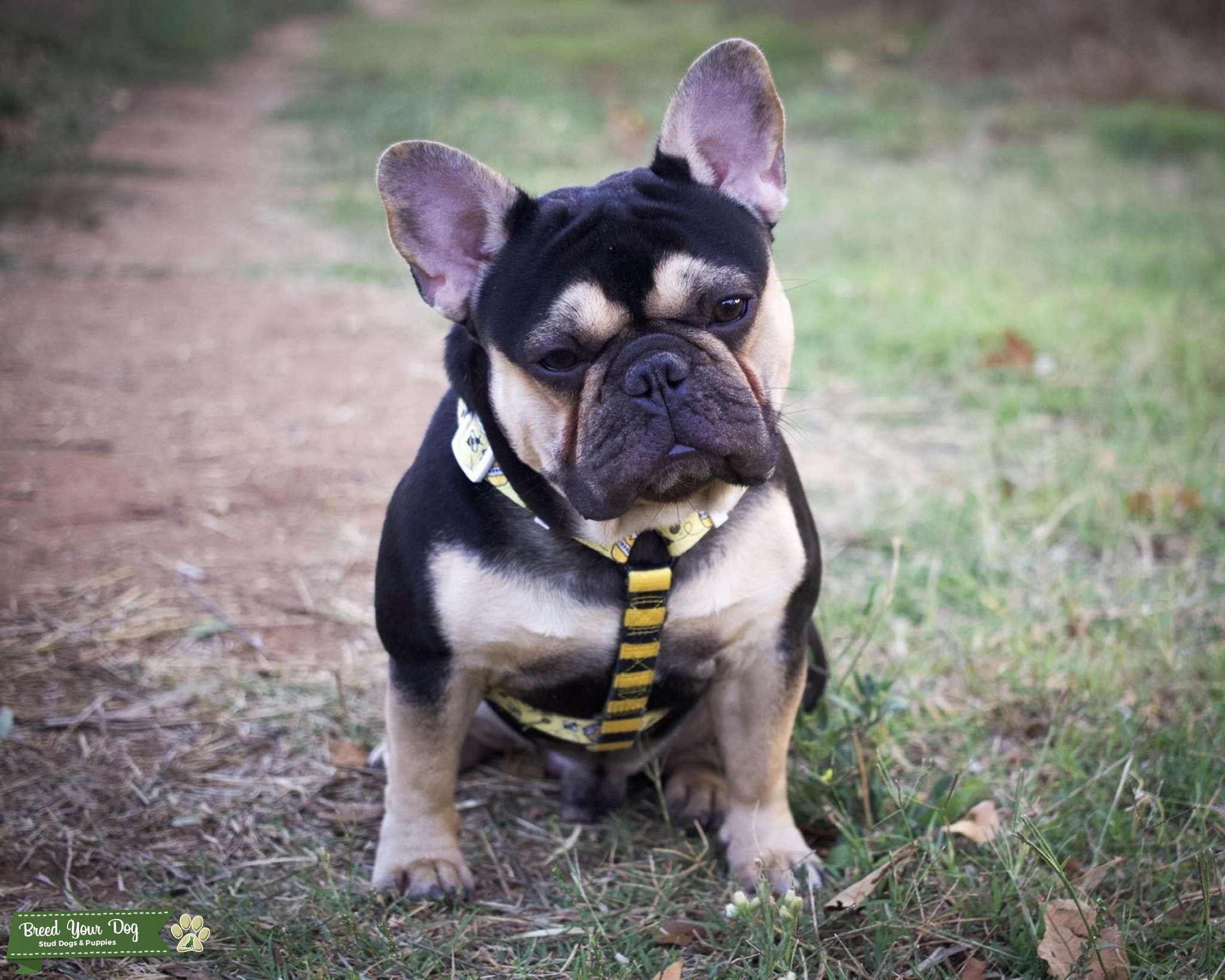 Black and Tan French bulldog stud $800 - Stud Dog in San Diego, Ca, the ...