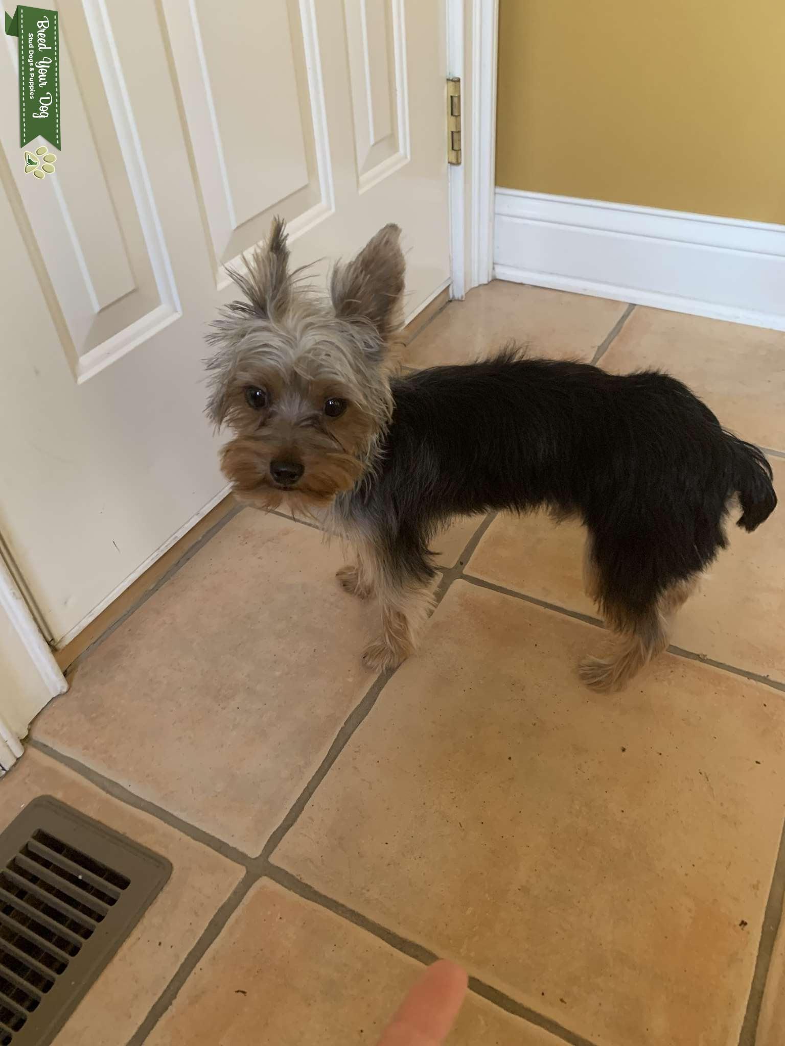 Yorkie for stud - Stud Dog in Chicago, the United States | Breed Your Dog