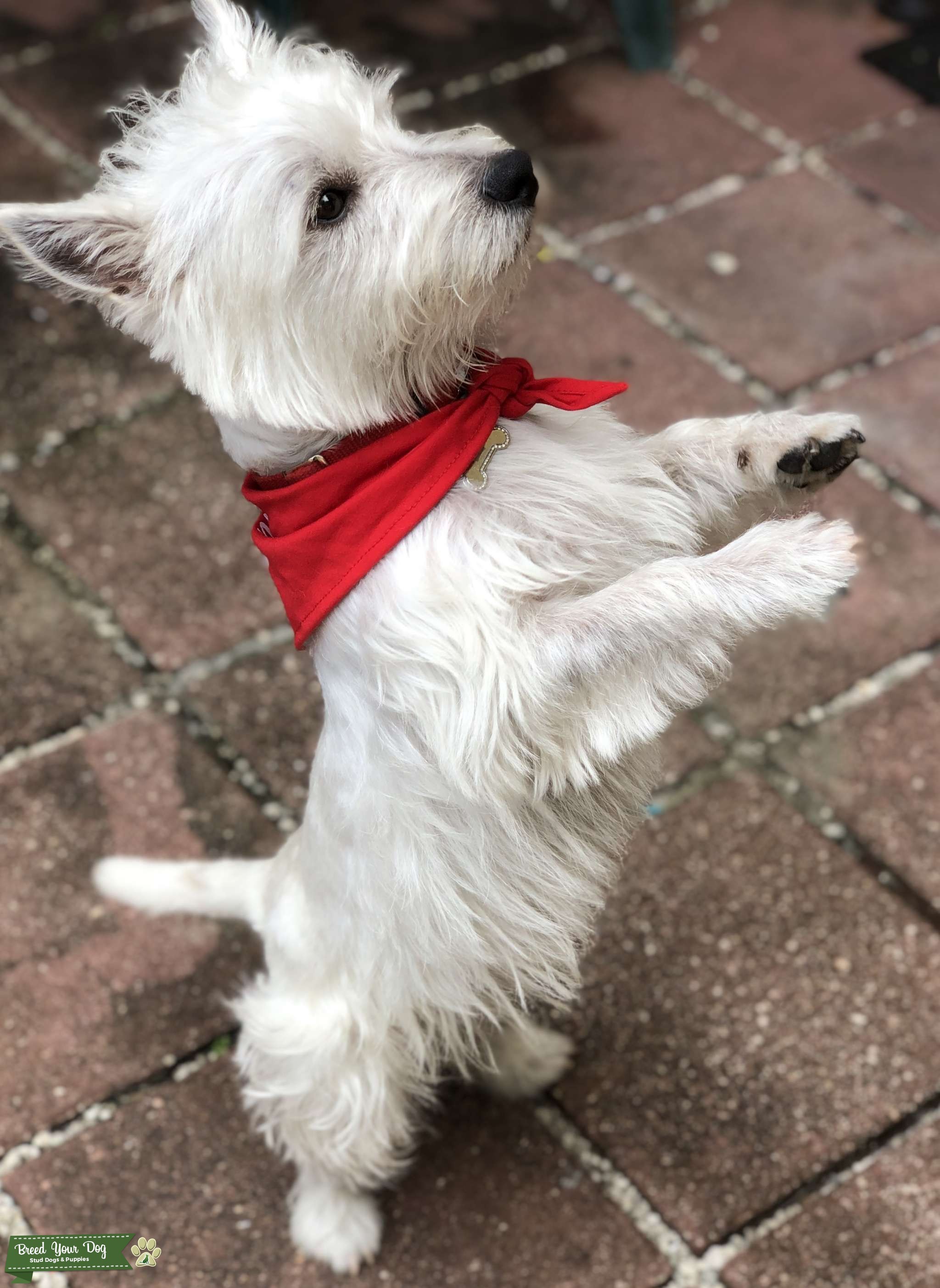 Westie Miami needing a Female - Stud Dog in Miami, United States ...