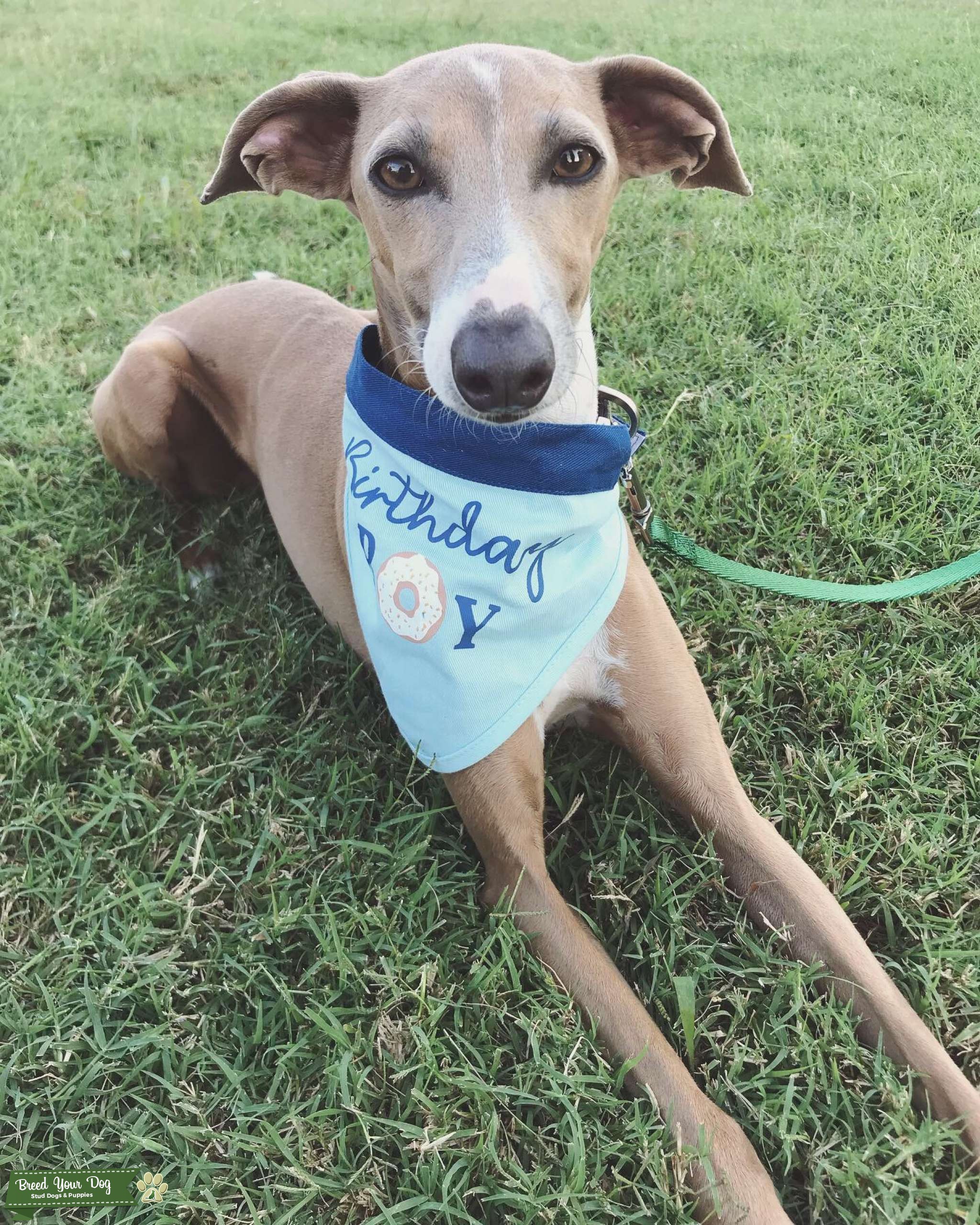 What Breed Of Dog Is Nicknamed Igor Iggy Greyhound