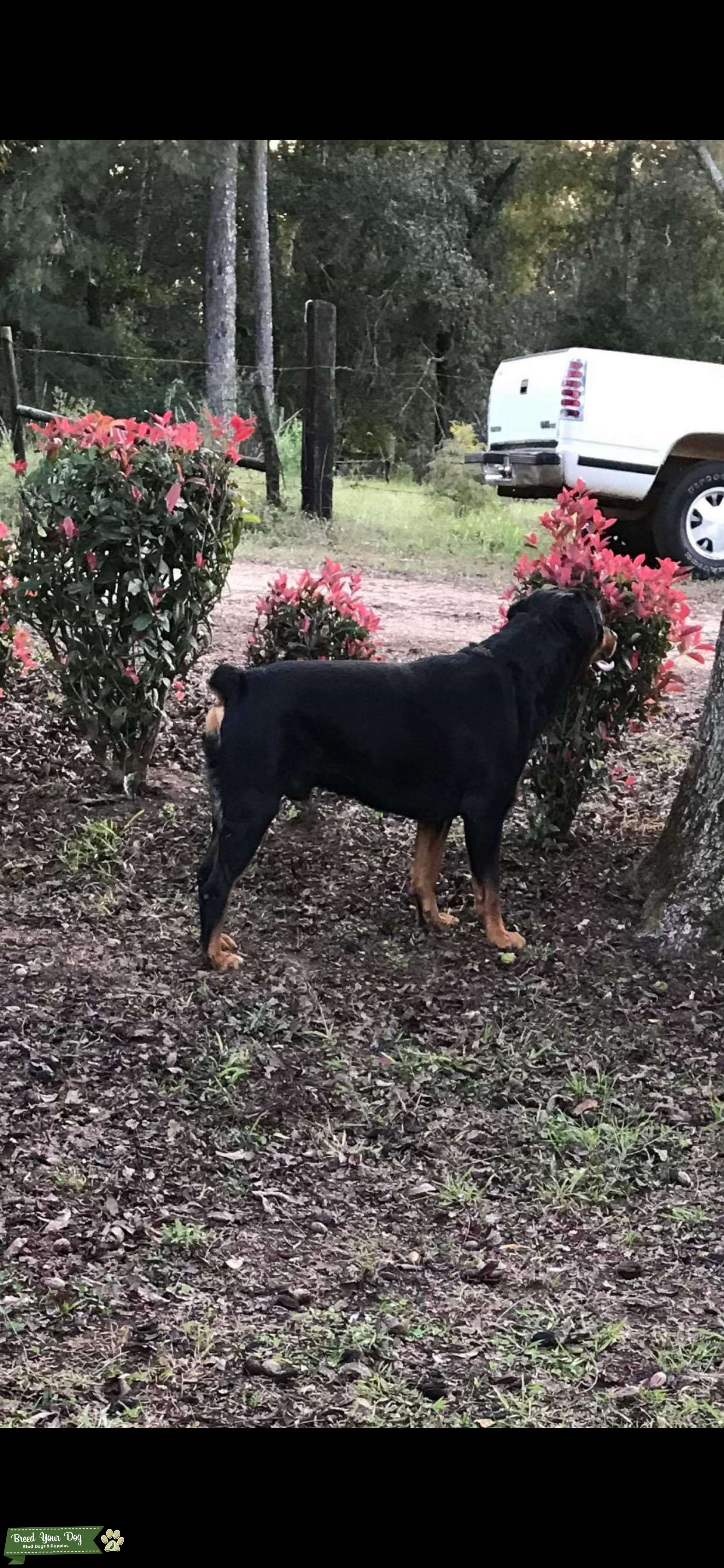Akc German Rottweiler Stud - Stud Dog in Montgomery , the United States ...