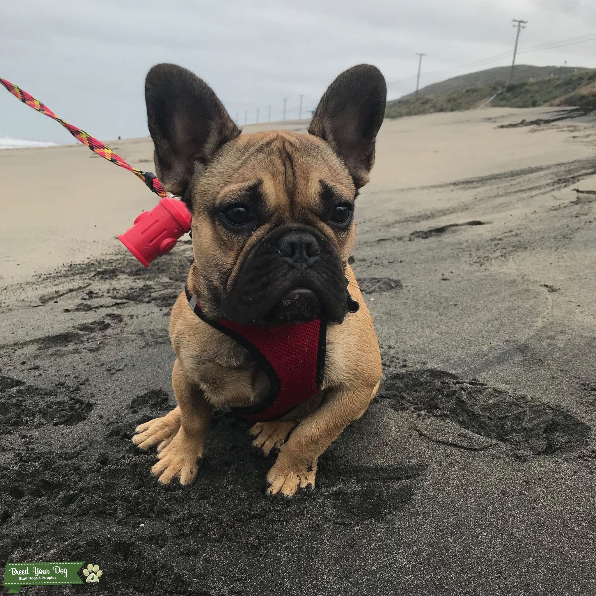 French Bulldog (Red Fawn) - Stud Dog in California, United States ...