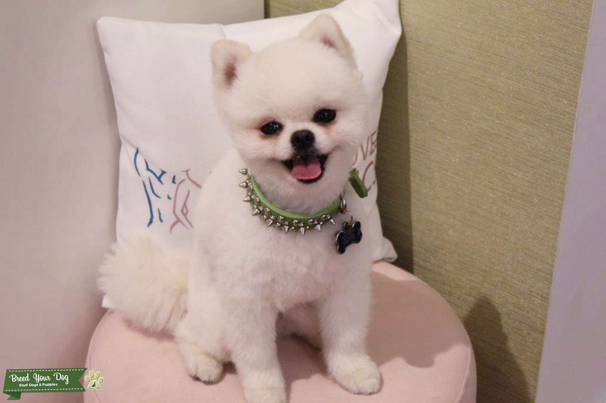 Stud Dog - Pure White Miniature Pomeranian - Breed Your Dog