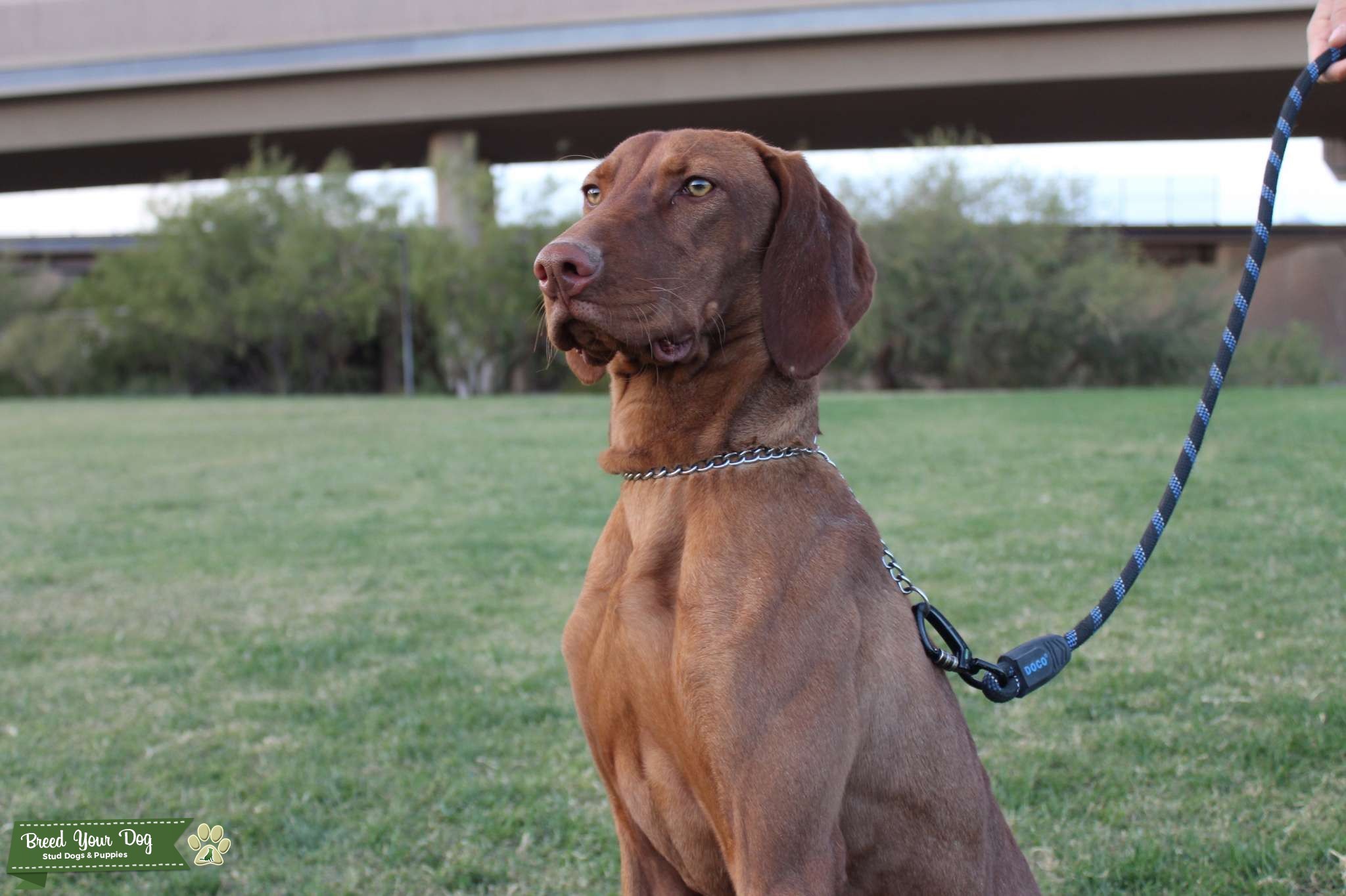 Model Vizsla male AKC registered - Stud Dog in Nevada, the United ...
