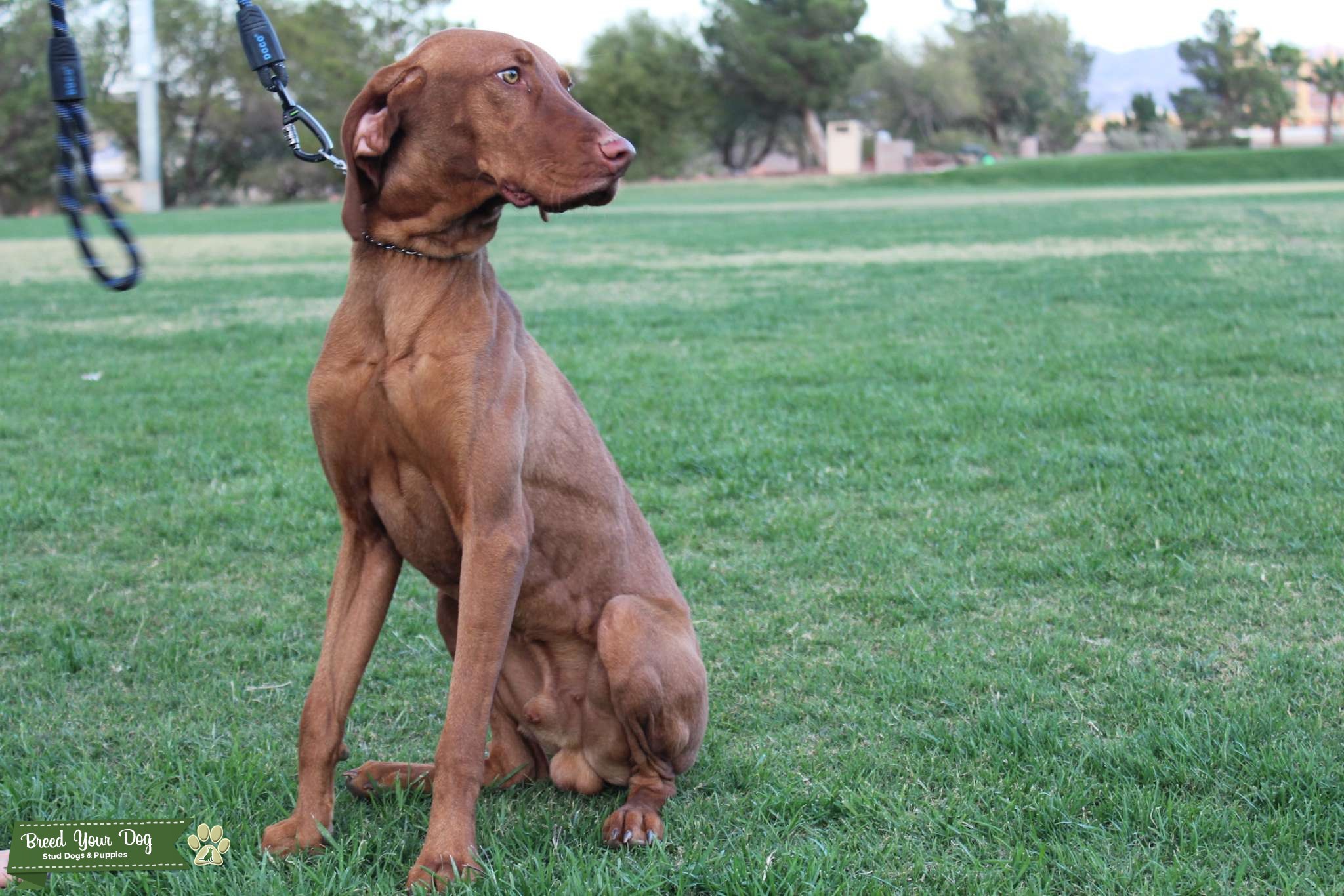 Model Vizsla male AKC registered - Stud Dog in Nevada, the United ...