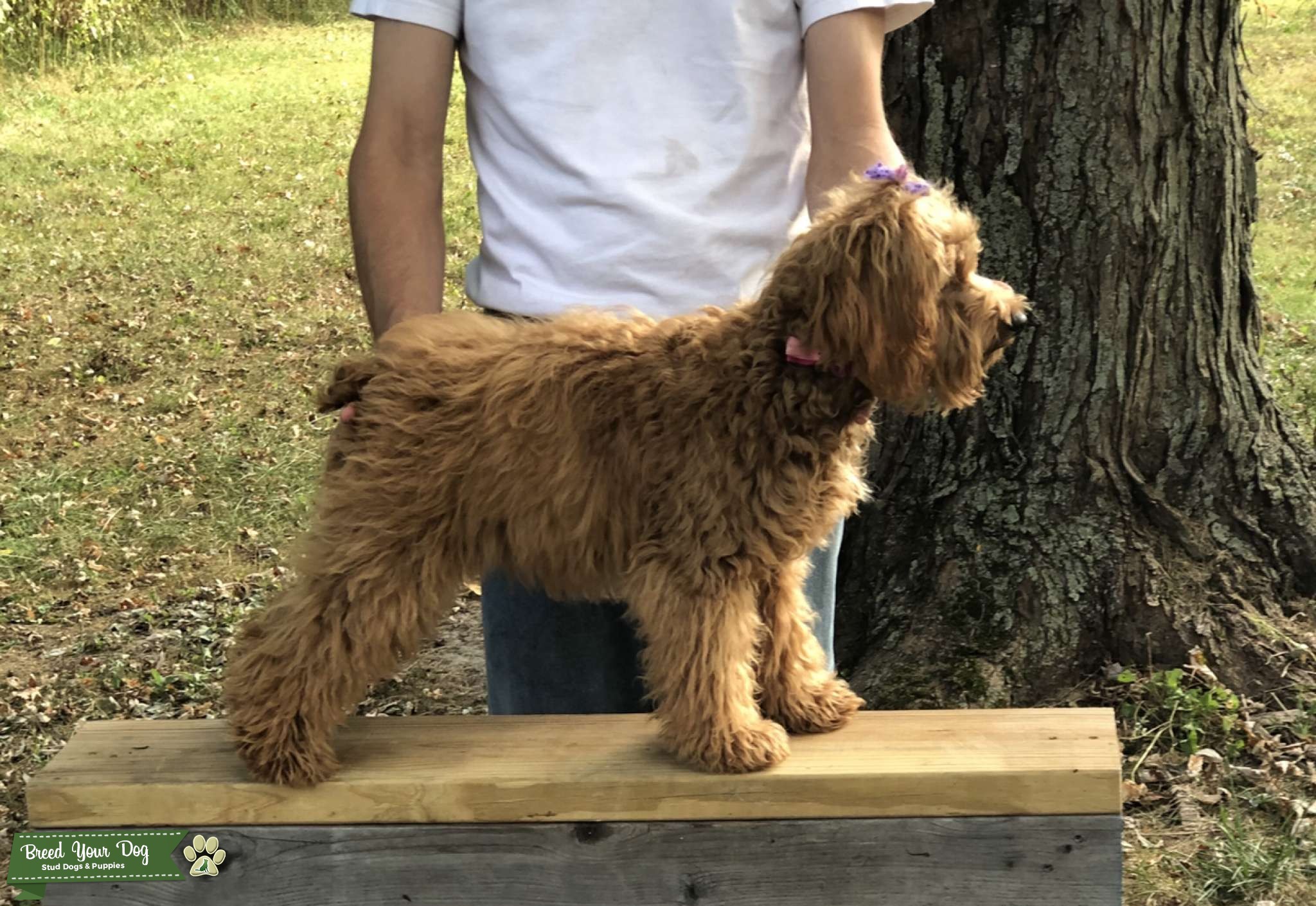 Looking for a Male stud - Stud Dog in Northeast Indianapolis , the ...