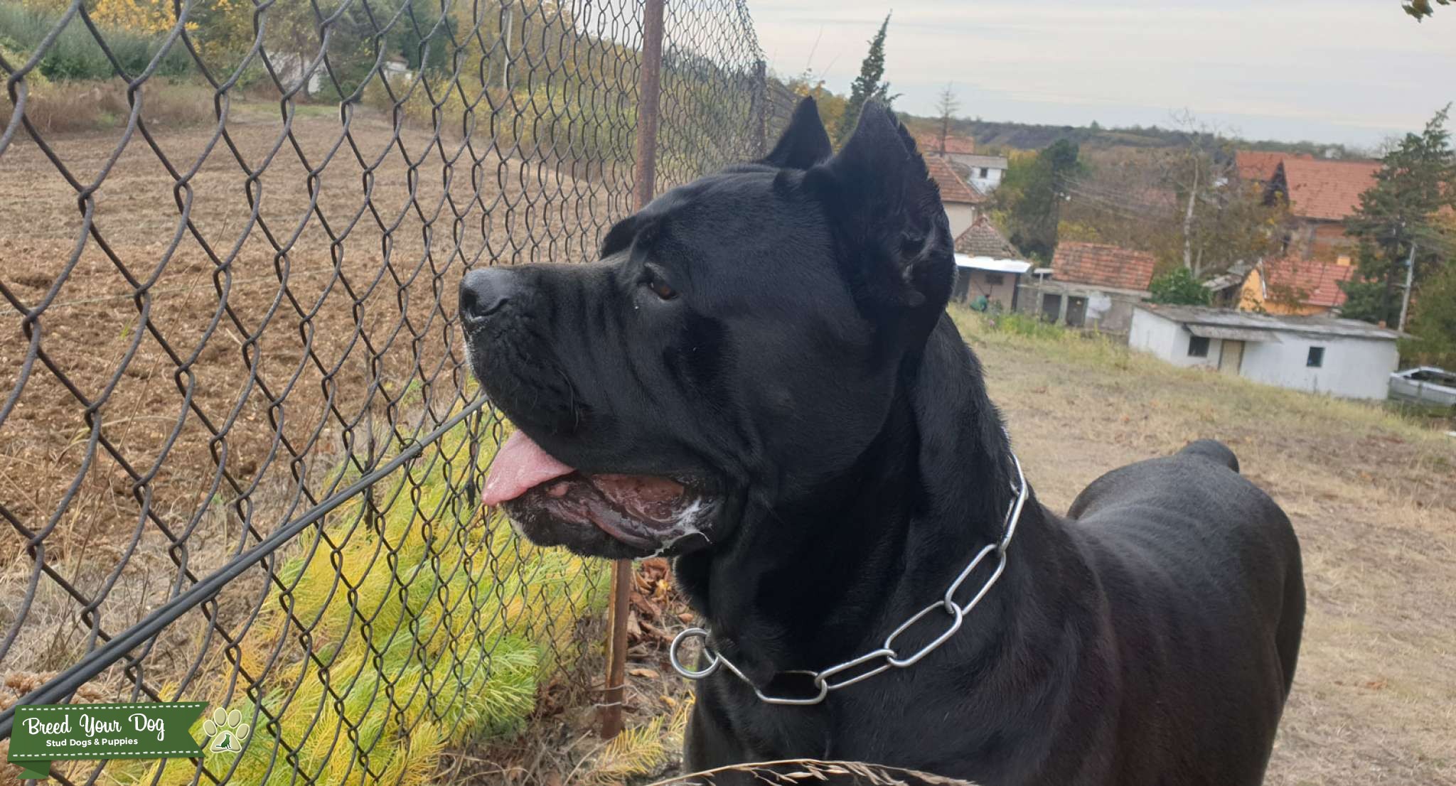 Cane Corso Stud - Ares - Stud Dog in Serbia, the United States | Breed ...