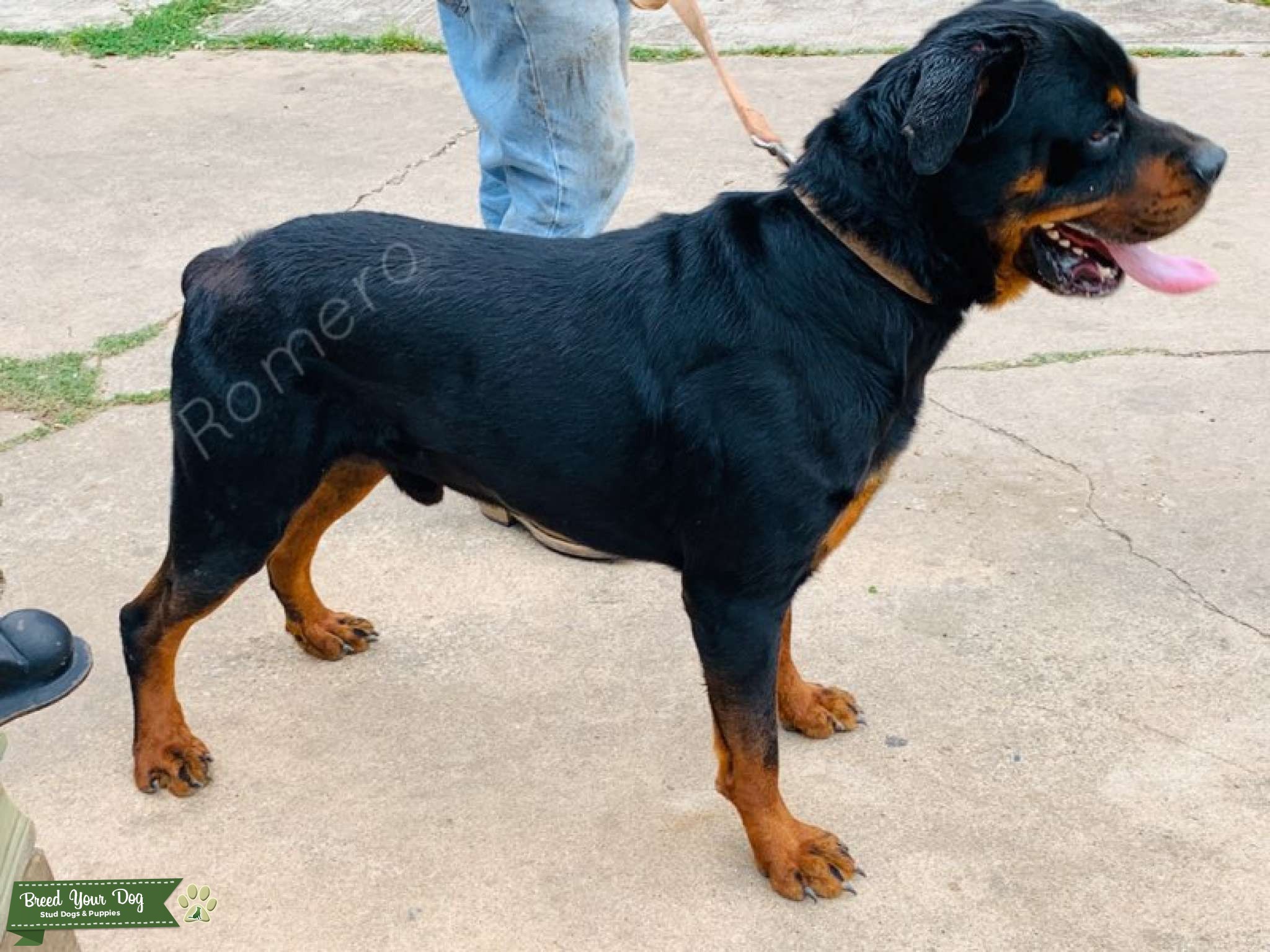 Akc male Rottweiler - Stud Dog in Austin tx, United States | Breed Your Dog